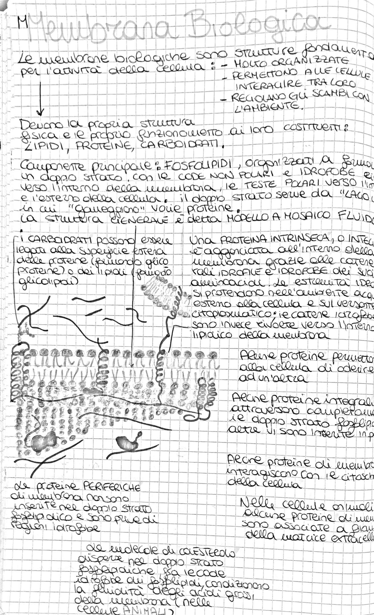 Membrana Plasmatica Delle Cellule Docsity