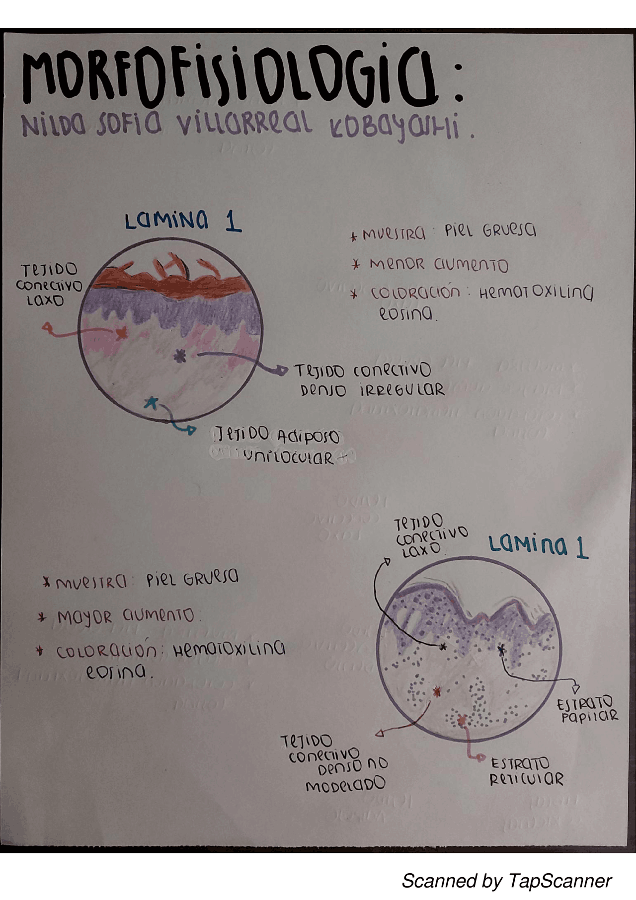 HISTOLOGIA TEJIDOS - Docsity