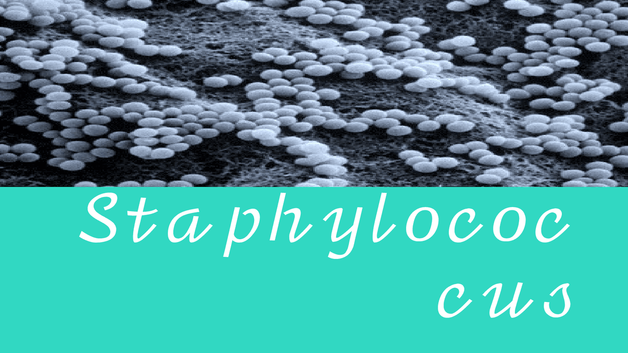 Staphylococus aureus - Docsity