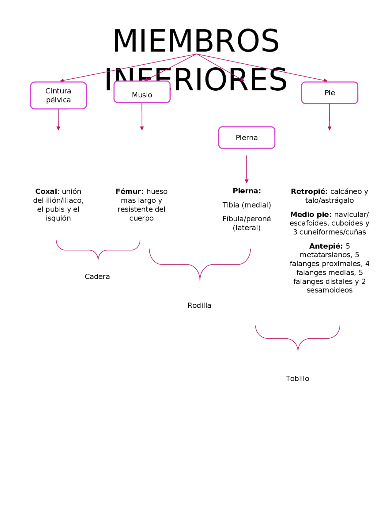 Anatomía Miembros Inferiores Docsity