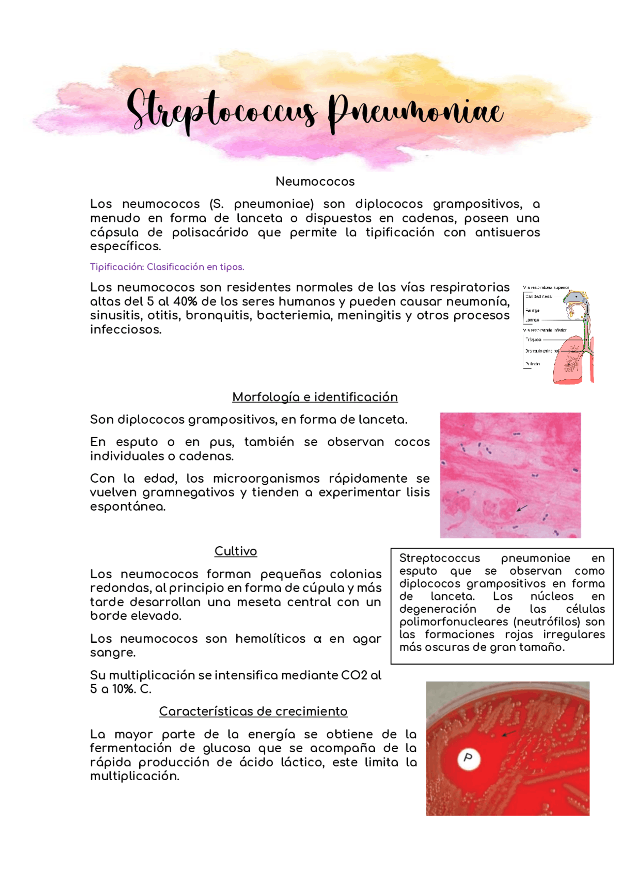 Estreptococos Pneumoniae Apuntes De Microbiología Ambiental Docsity