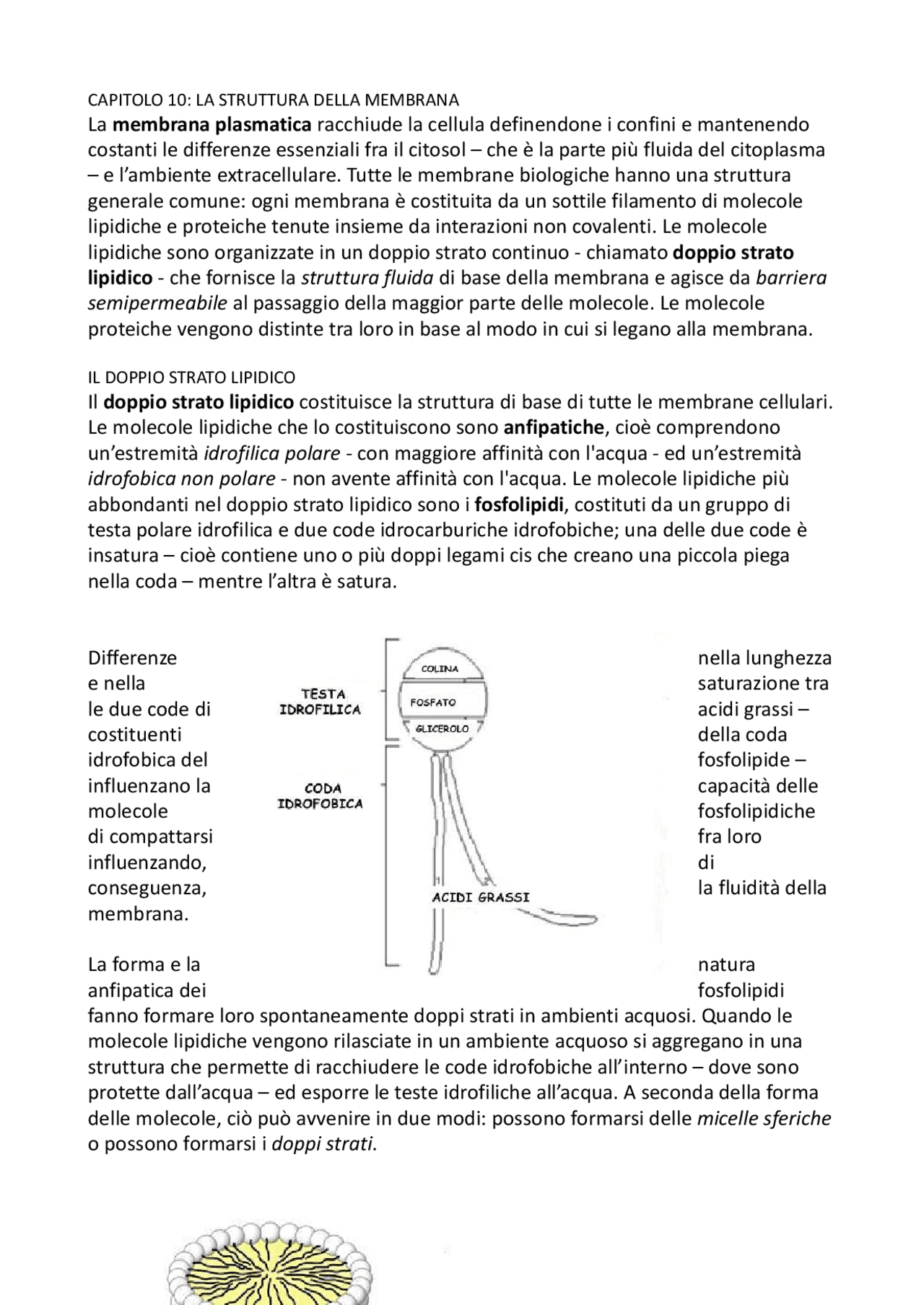 La Membrana Plasmatica Resúmenes De Biología Celular Docsity