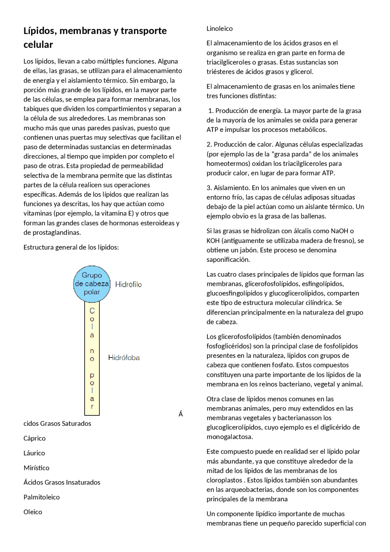 Apuntes Sobre Lípidos Docsity