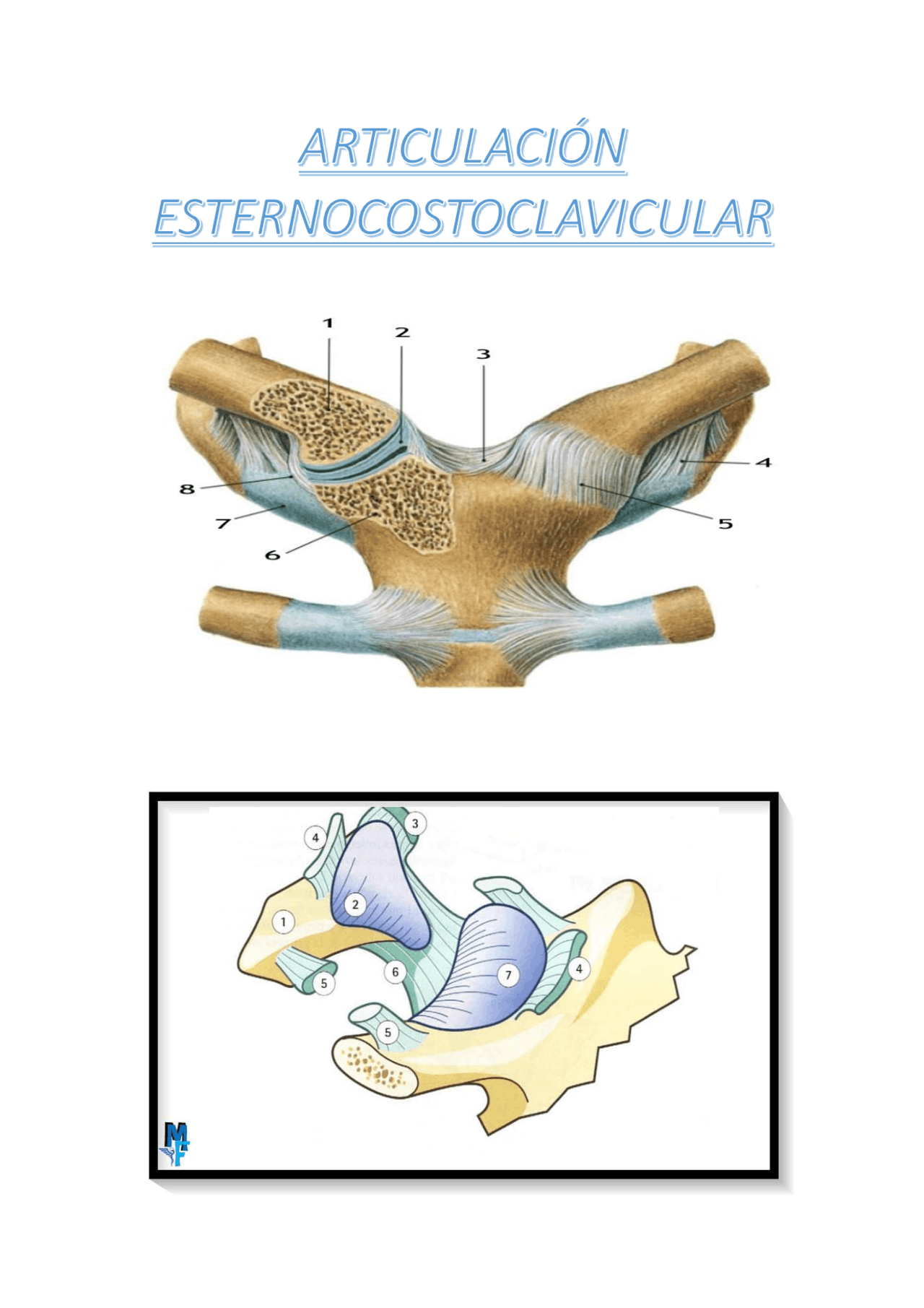 Articulacion costoclavicular - Docsity