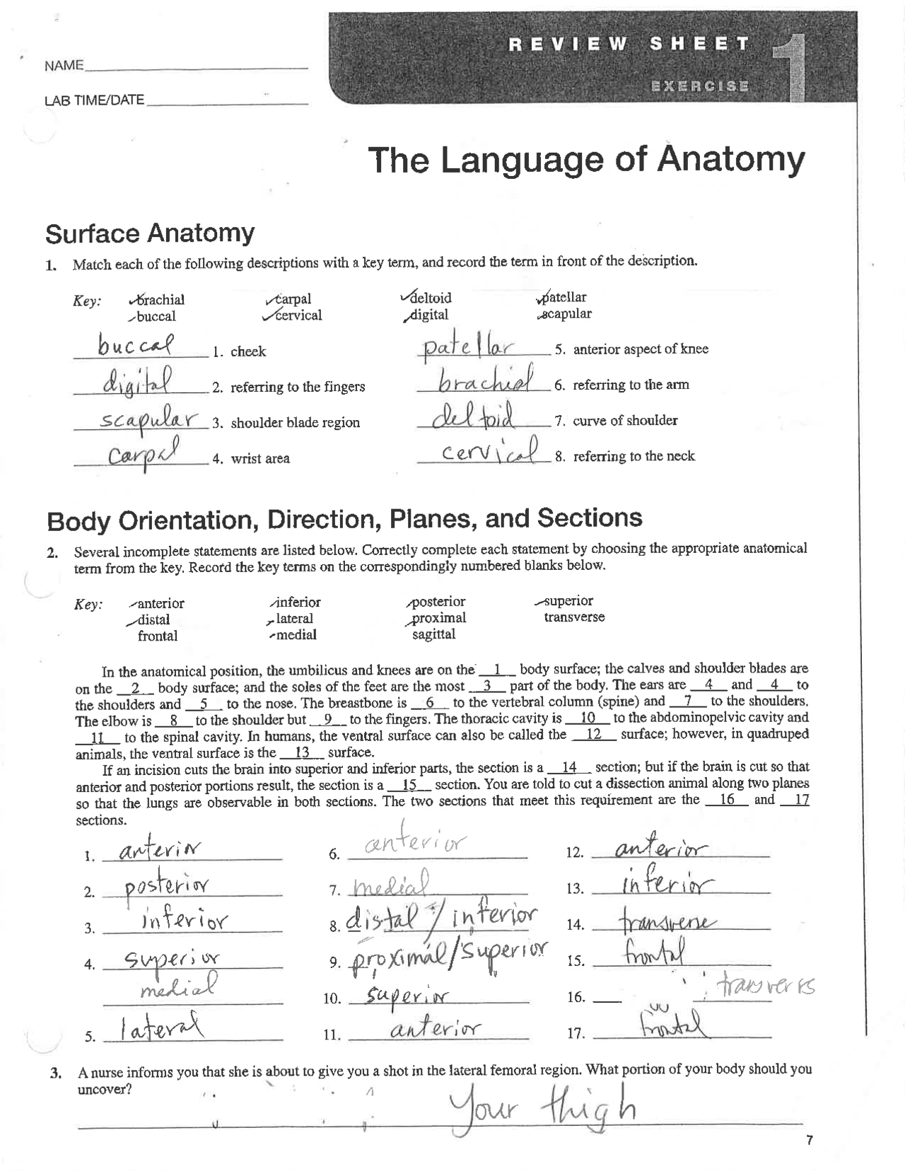 Anatomical Terms Worksheet Answers