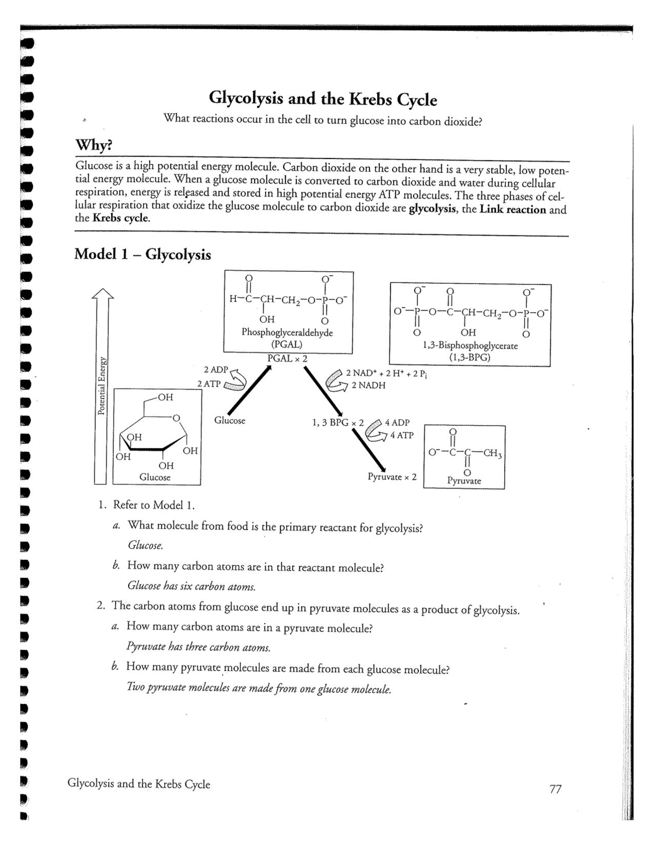 Glycolysis And The Krebs Cycle Worksheet Answer Key Exercises Glycolysis And The Krebs Cycle Worksheet Answer Key Exercises