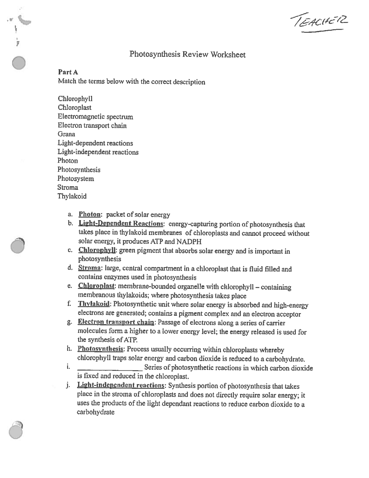 Photosynthesis Worksheet Answer Key