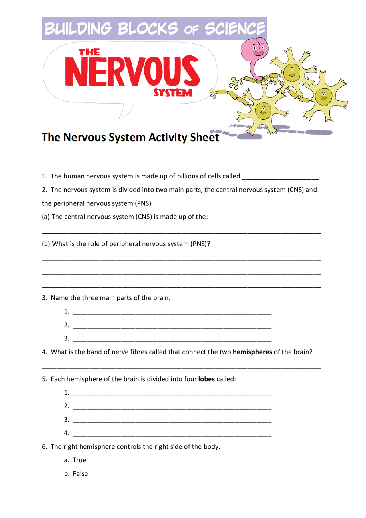 The Nervous System Worksheet Answers Docsity The Nervous System Worksheet Answers Docsity