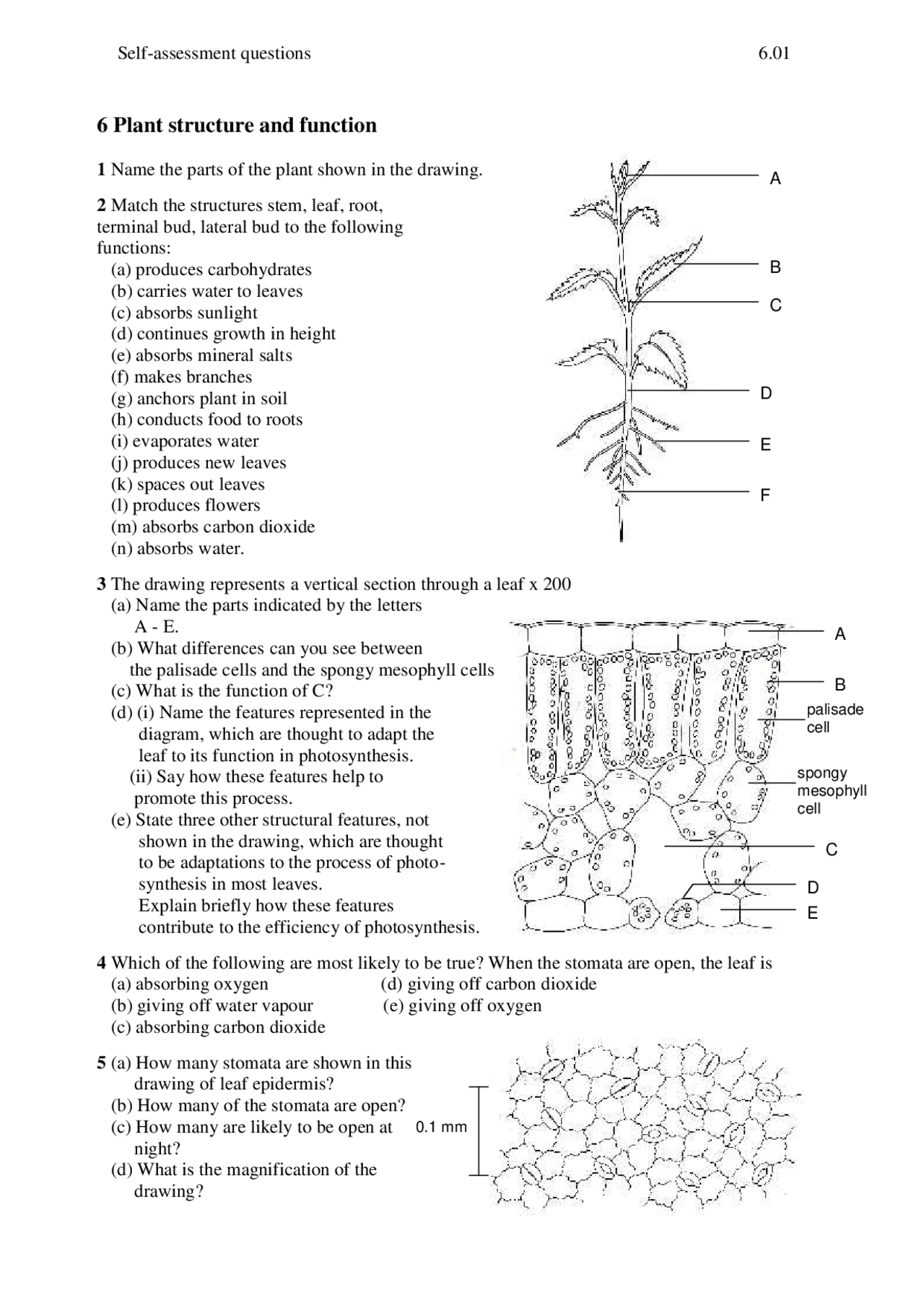 Leaf Structure And Function Worksheet