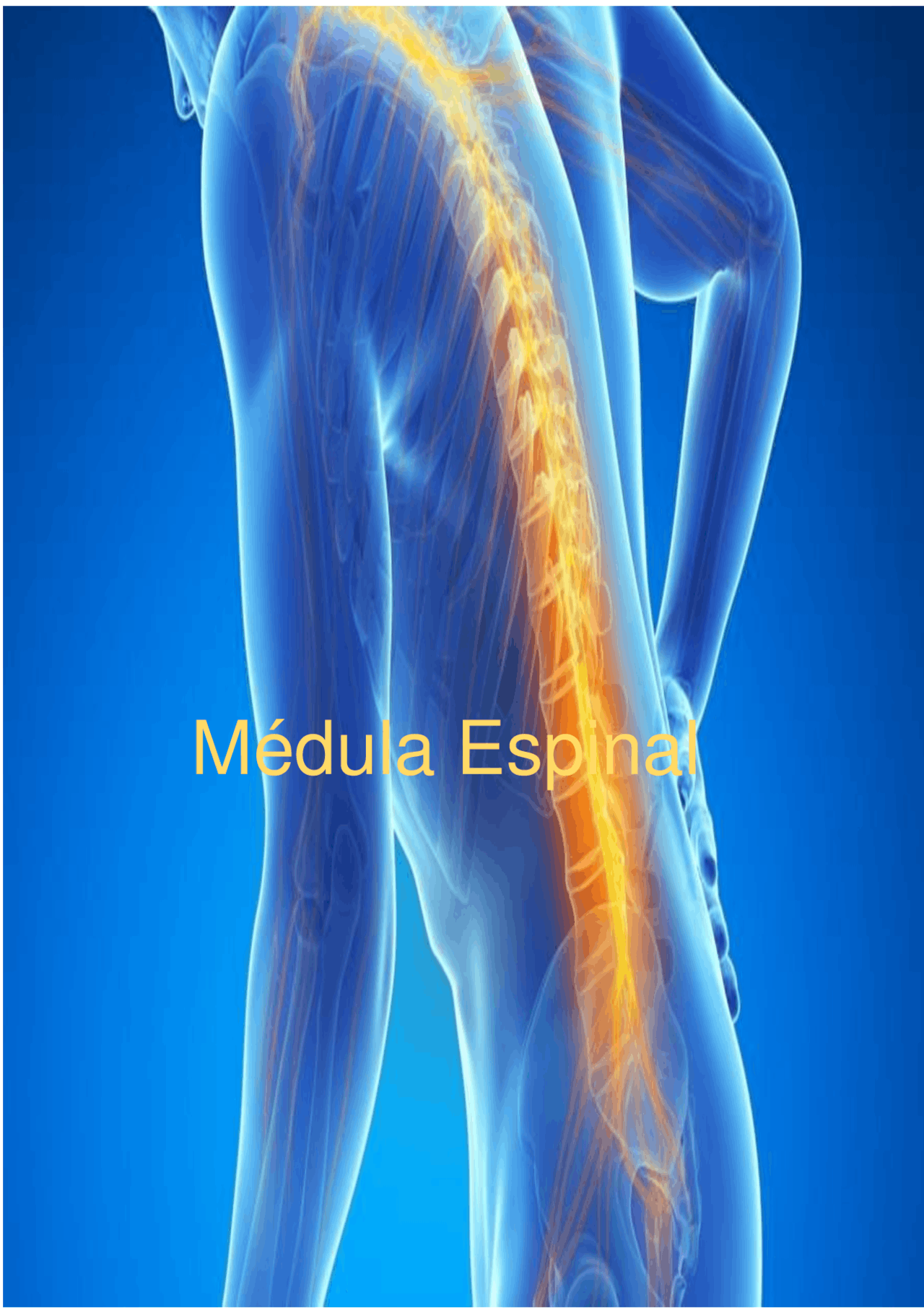 Medula Espinal - Conceptos Basicos | Esquemas y mapas conceptuales de ...