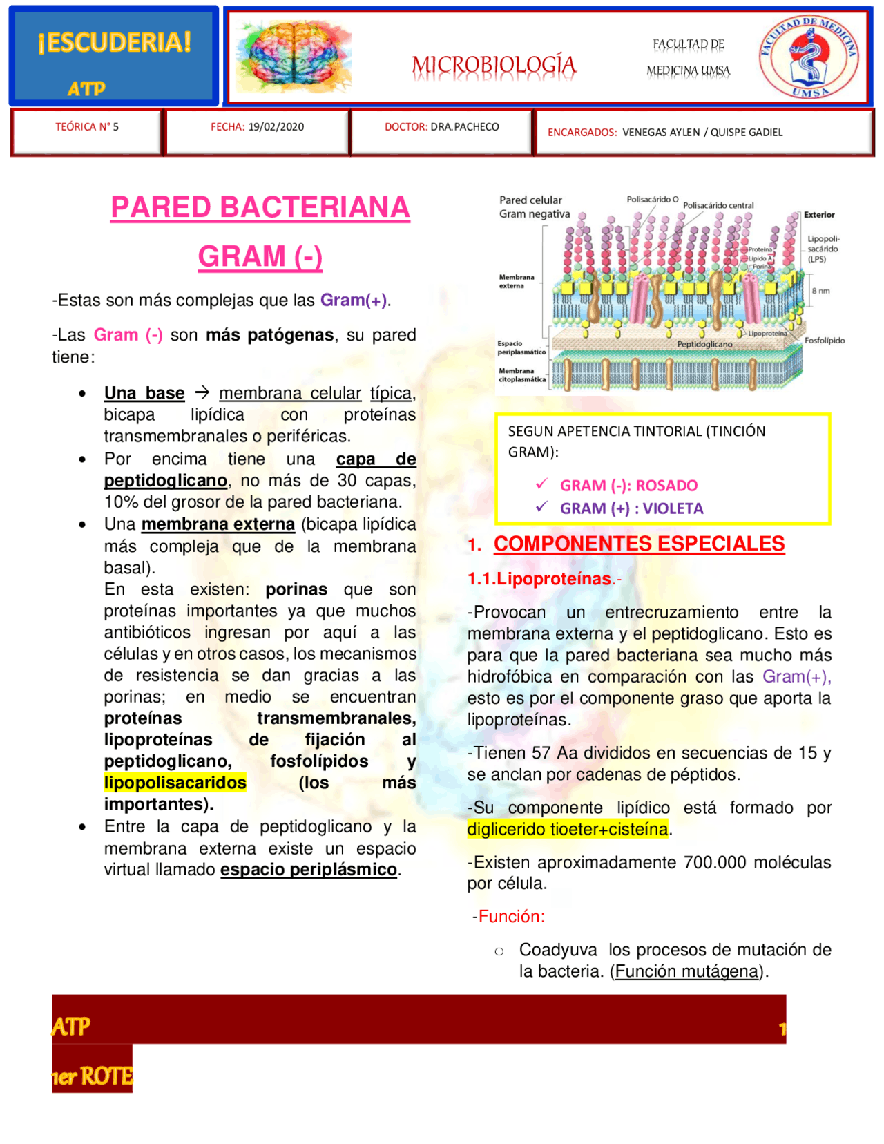 Pared bacteriana Gram - Docsity