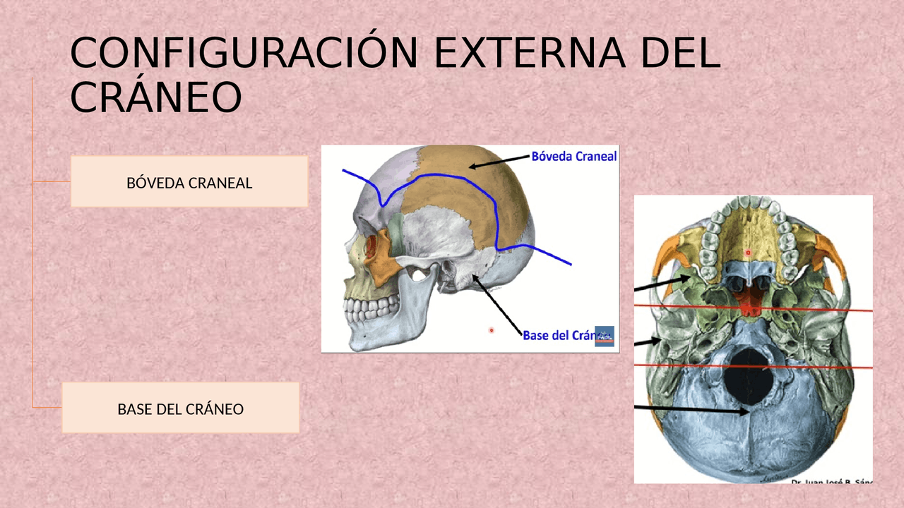 ConfiguraciÓn Externa Del CrÁneo Diapositivas De Anatomía Docsity