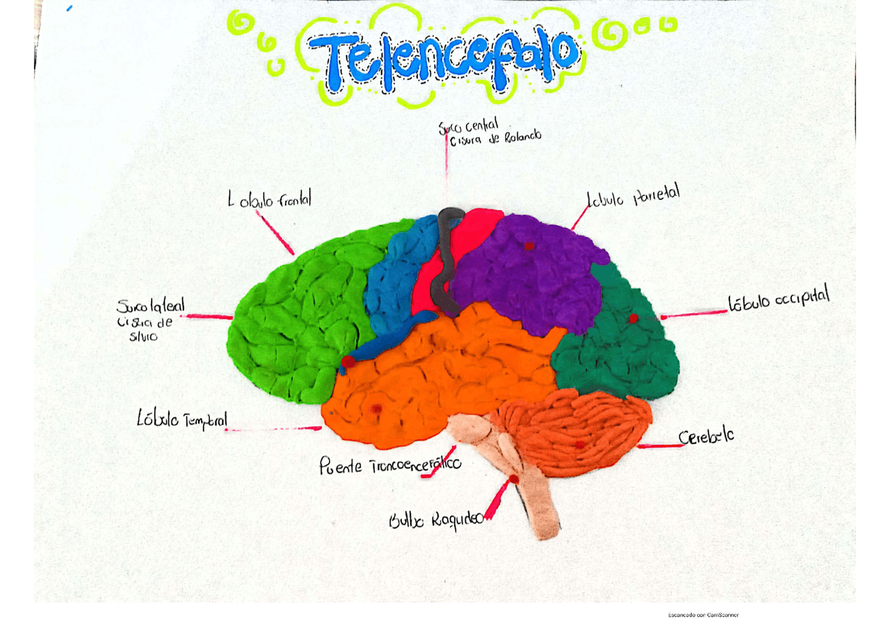Diseño del telencefalo - Docsity