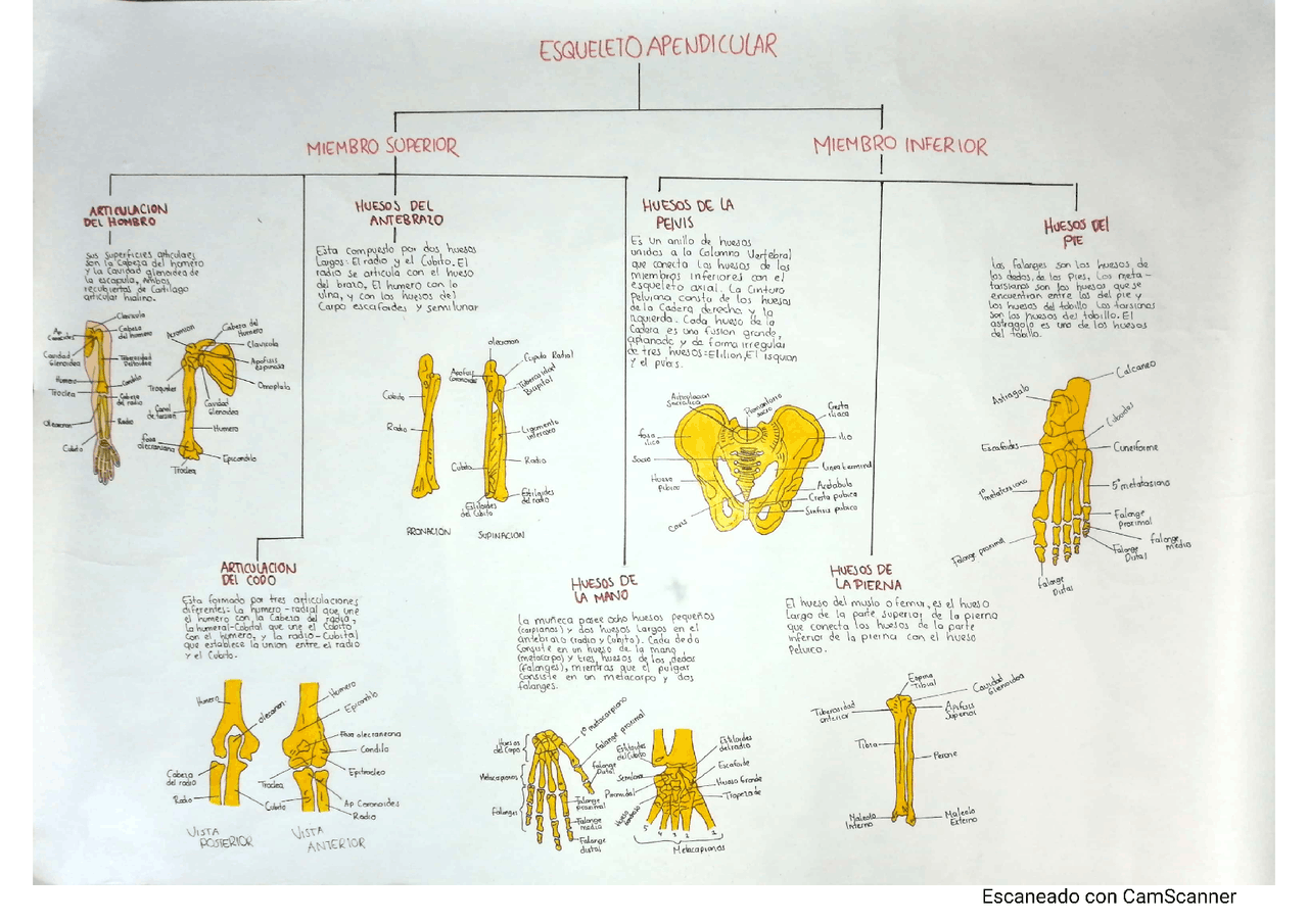 SISTEMA APENDICULAR ................... | Apuntes de Anatomía Aplicada ...