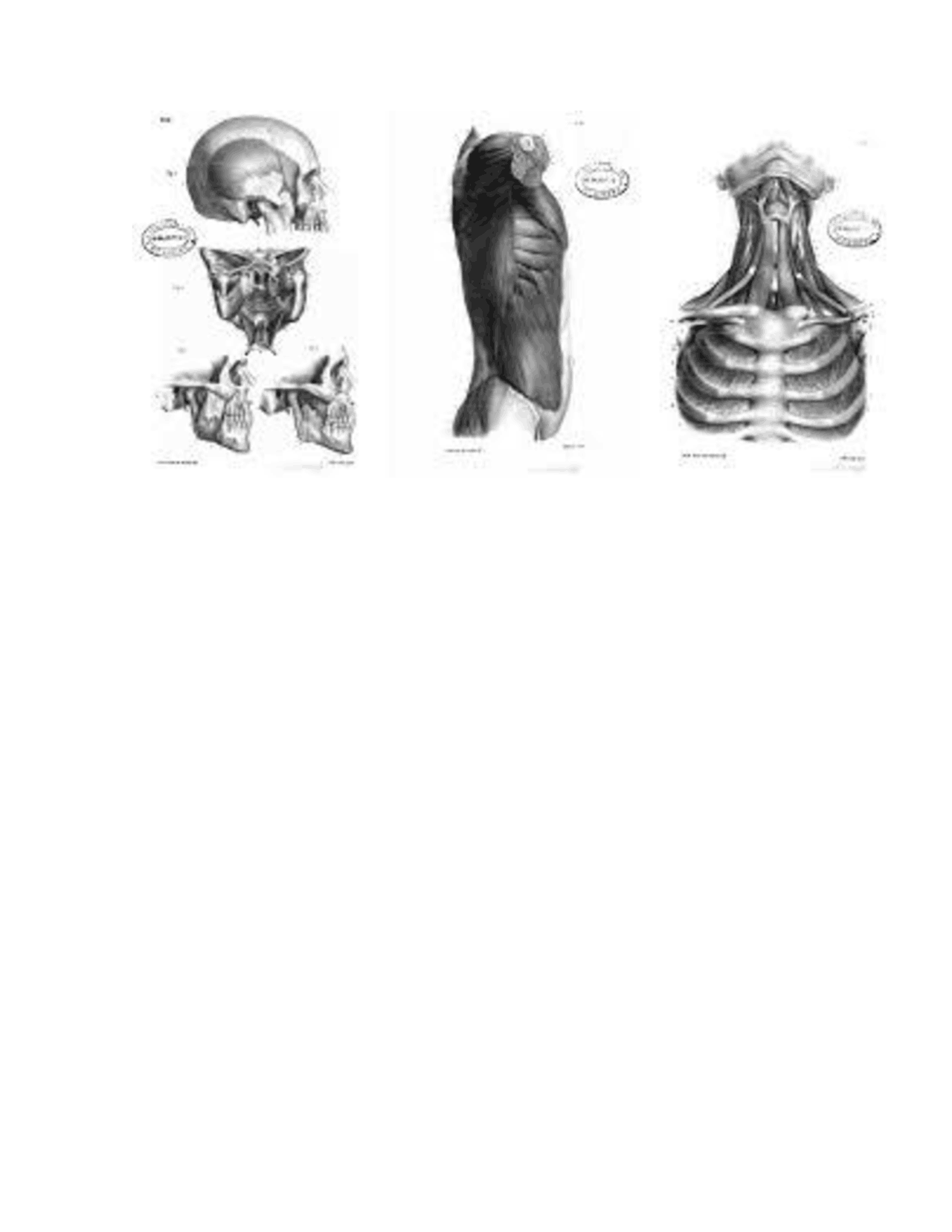 Anatomia en fisiopatologia - Docsity