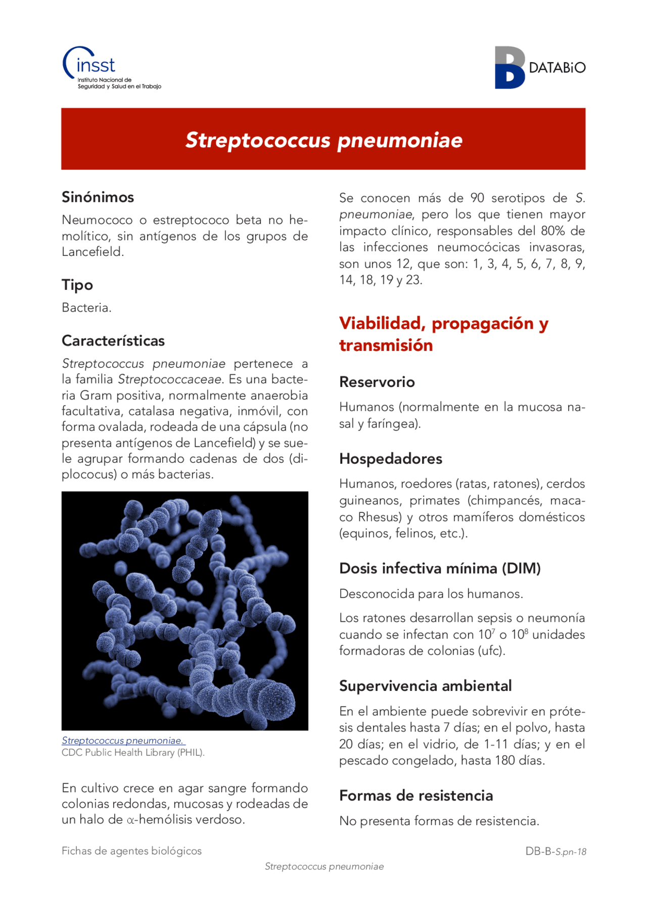 Streptococcus Pneumoniae Resúmenes De Microbiología Docsity