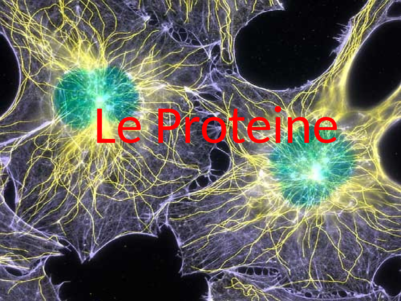 Proteine Scienze Powerpoint Docsity