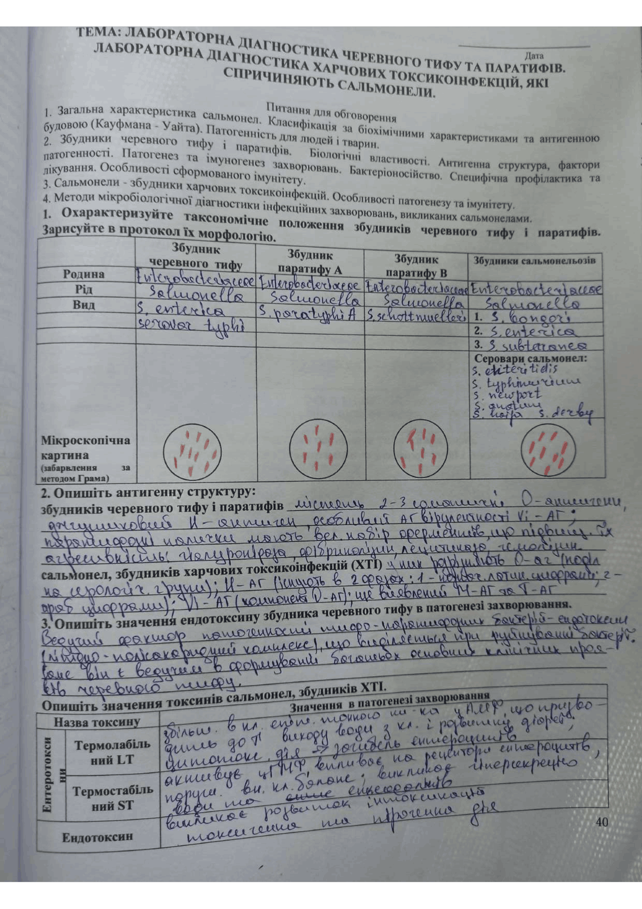 Черевний тиф Паратиф Docsity