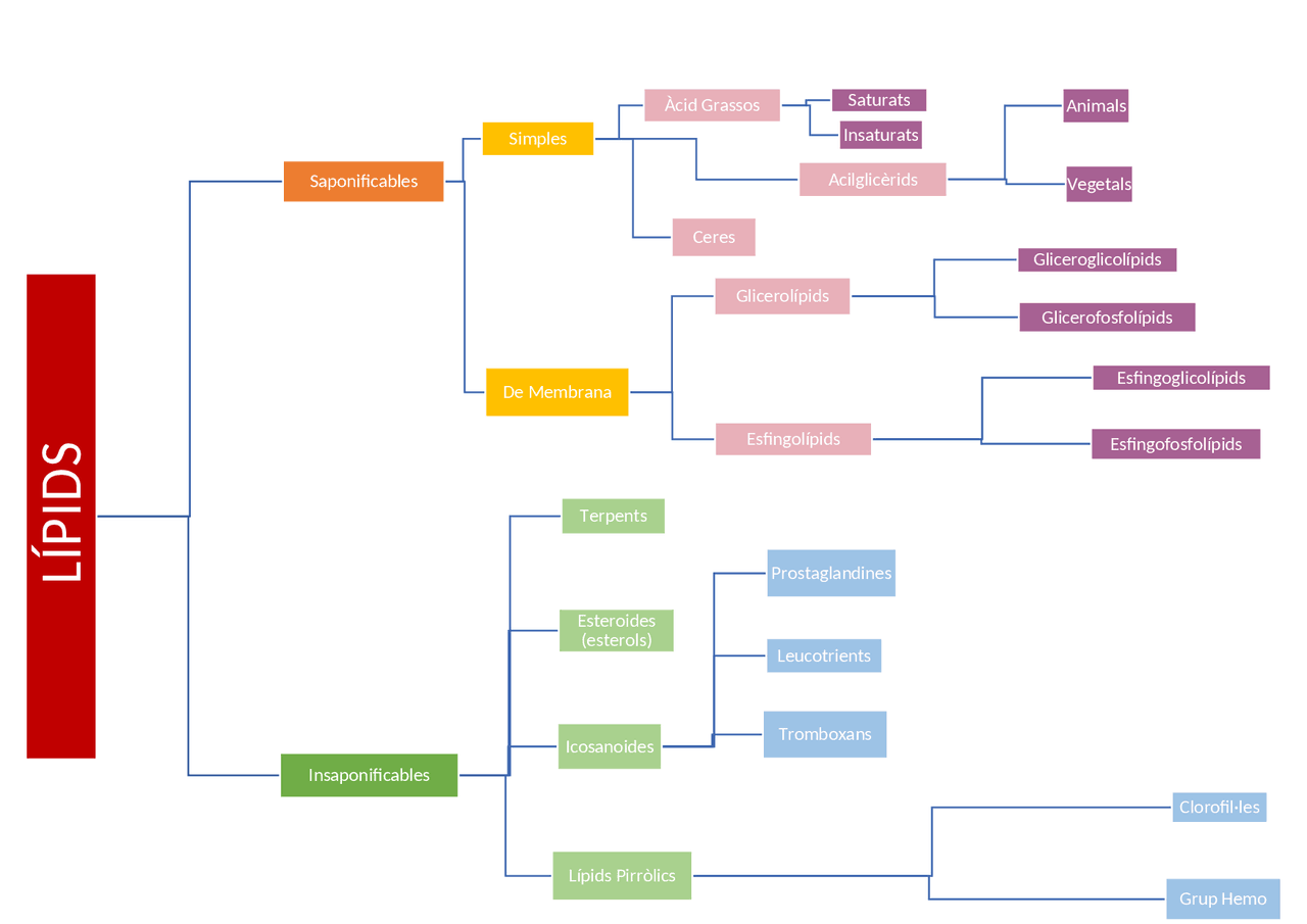 Esquema tipus de lípids - Docsity