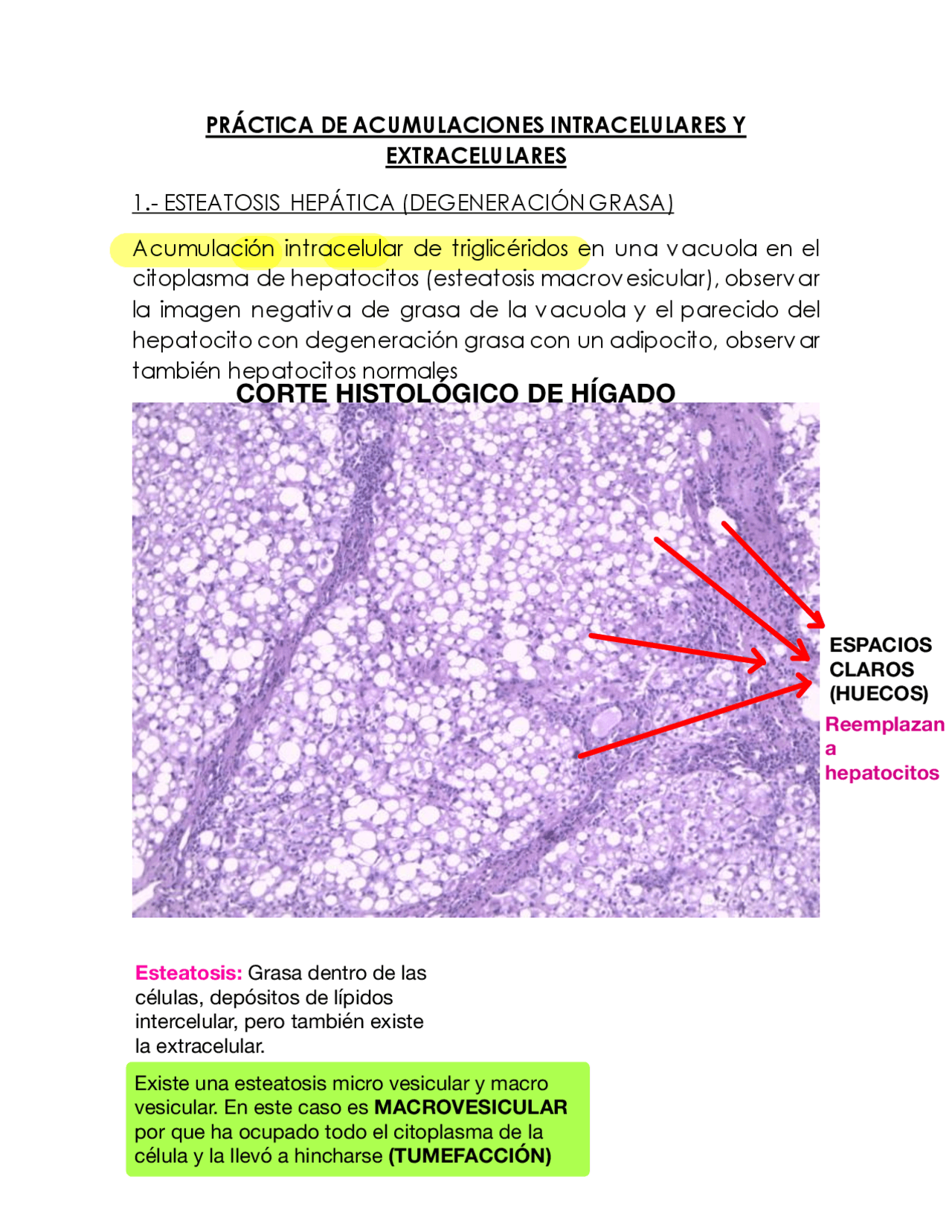 Segunda Practica Patologia Docsity