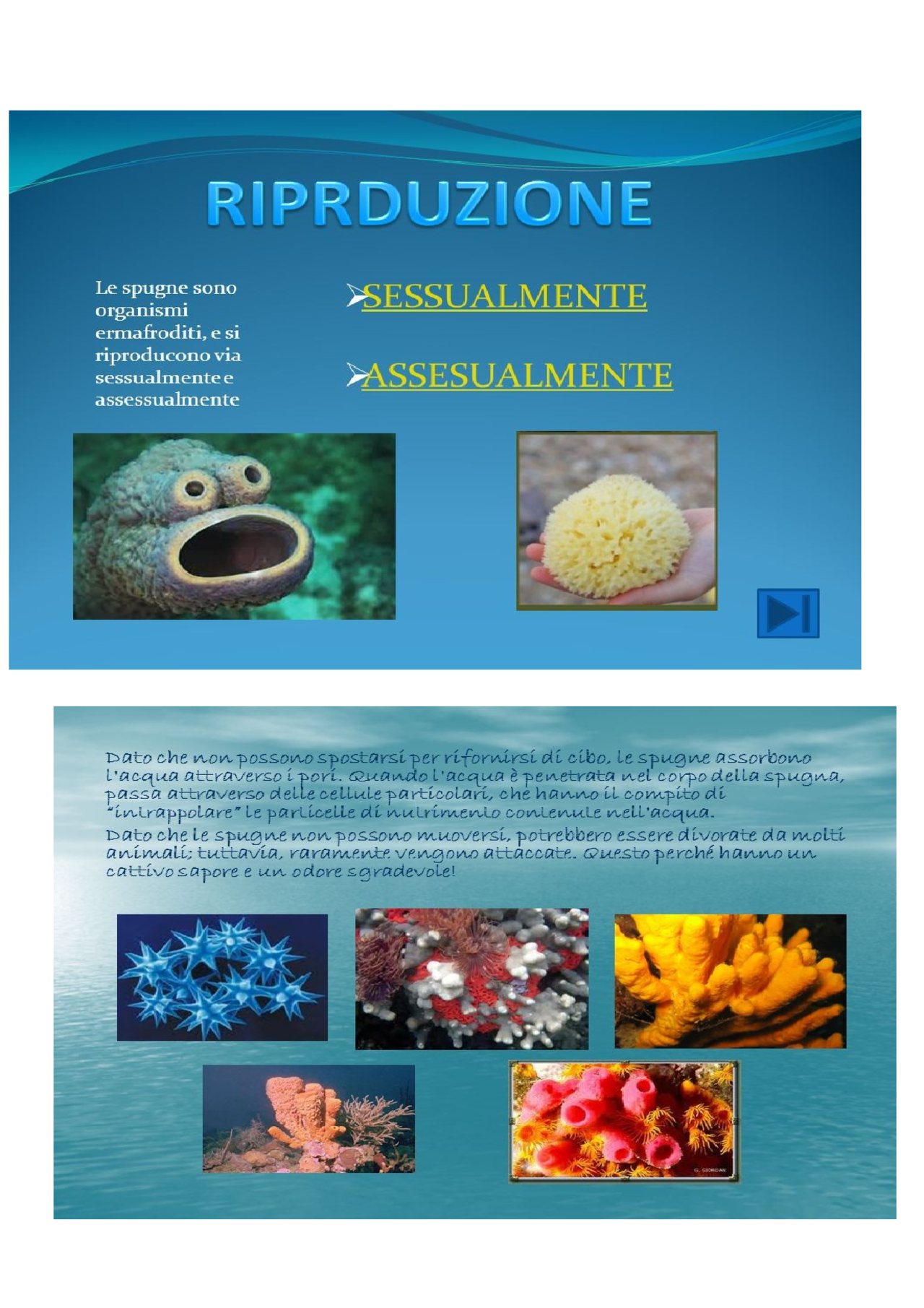 Le Spugne E La Loro Riproduzione Docsity
