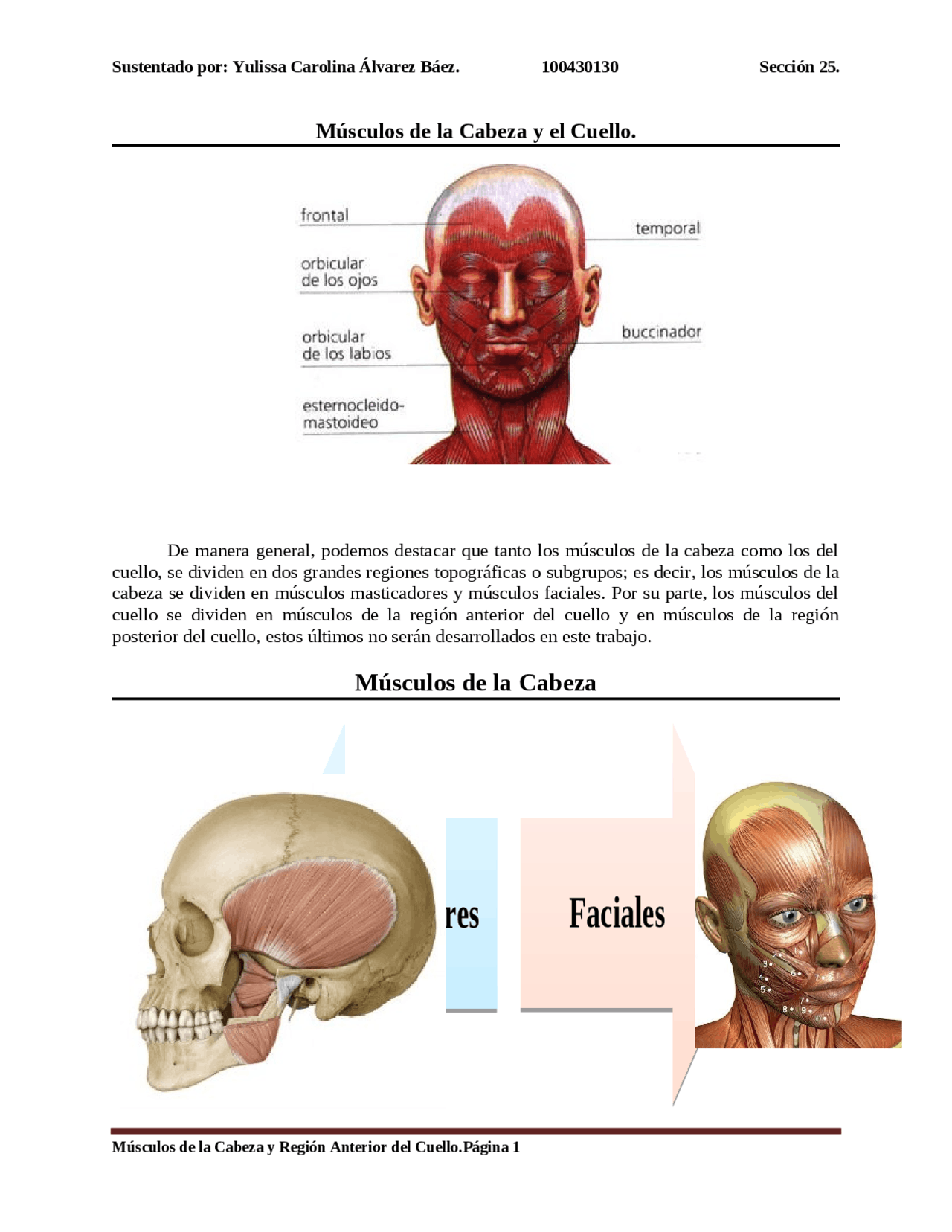 Anatomia I Miologia Musculos De La Cara Y Cuello Youtube