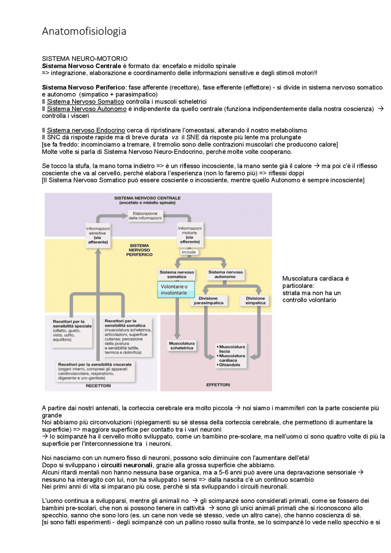 Anatomofisiologia Sistema Motorio Appunti Di Anatomia Docsity