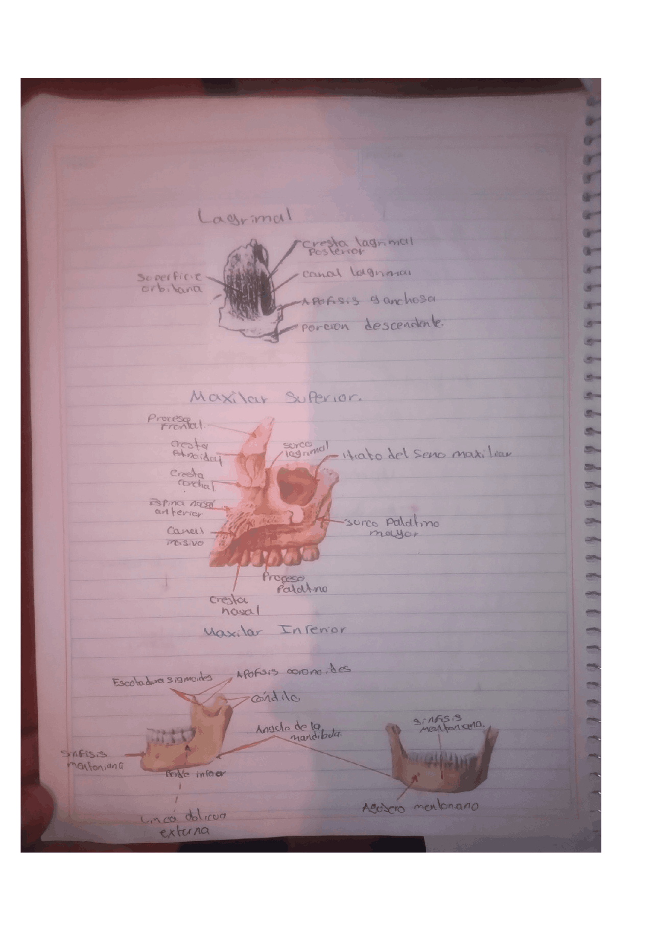 Apunte De Anatomía Humana Apuntes De Anatomía Aplicada Docsity