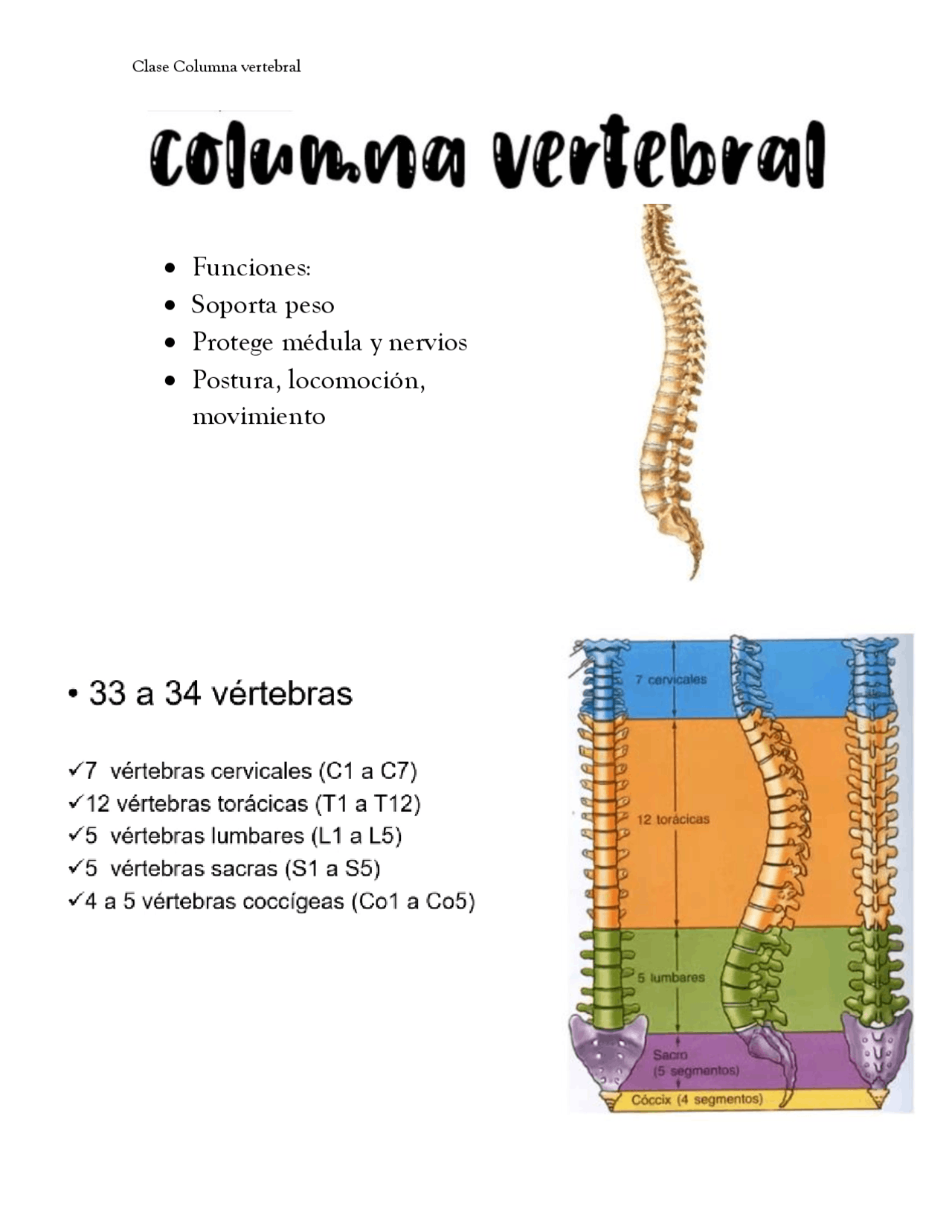 Columna Vertebral Anatomía Primer Año Docsity