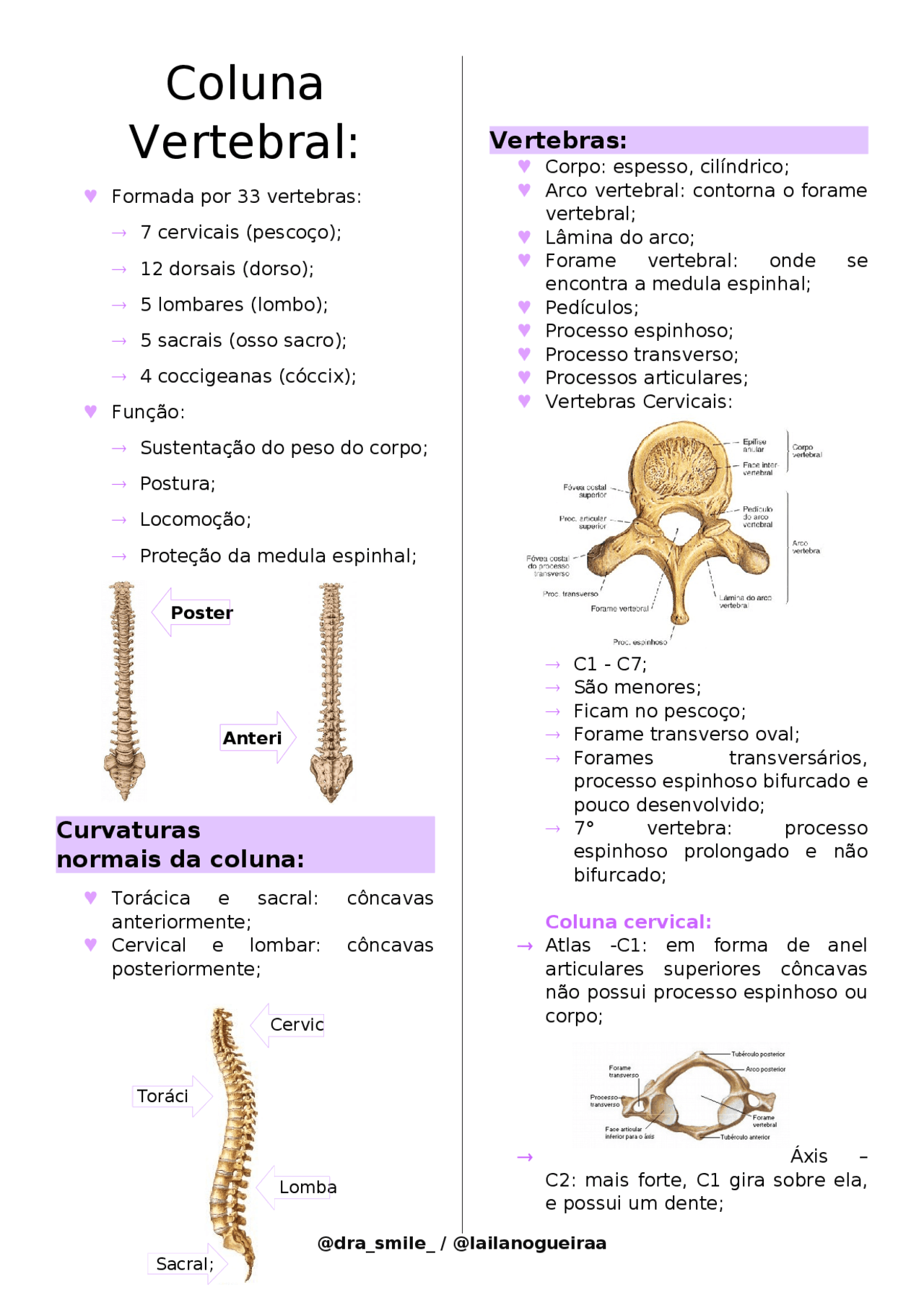 Resumo Coluna Vertebral - Resumo de anatomia | Resumos Anatomia | Docsity