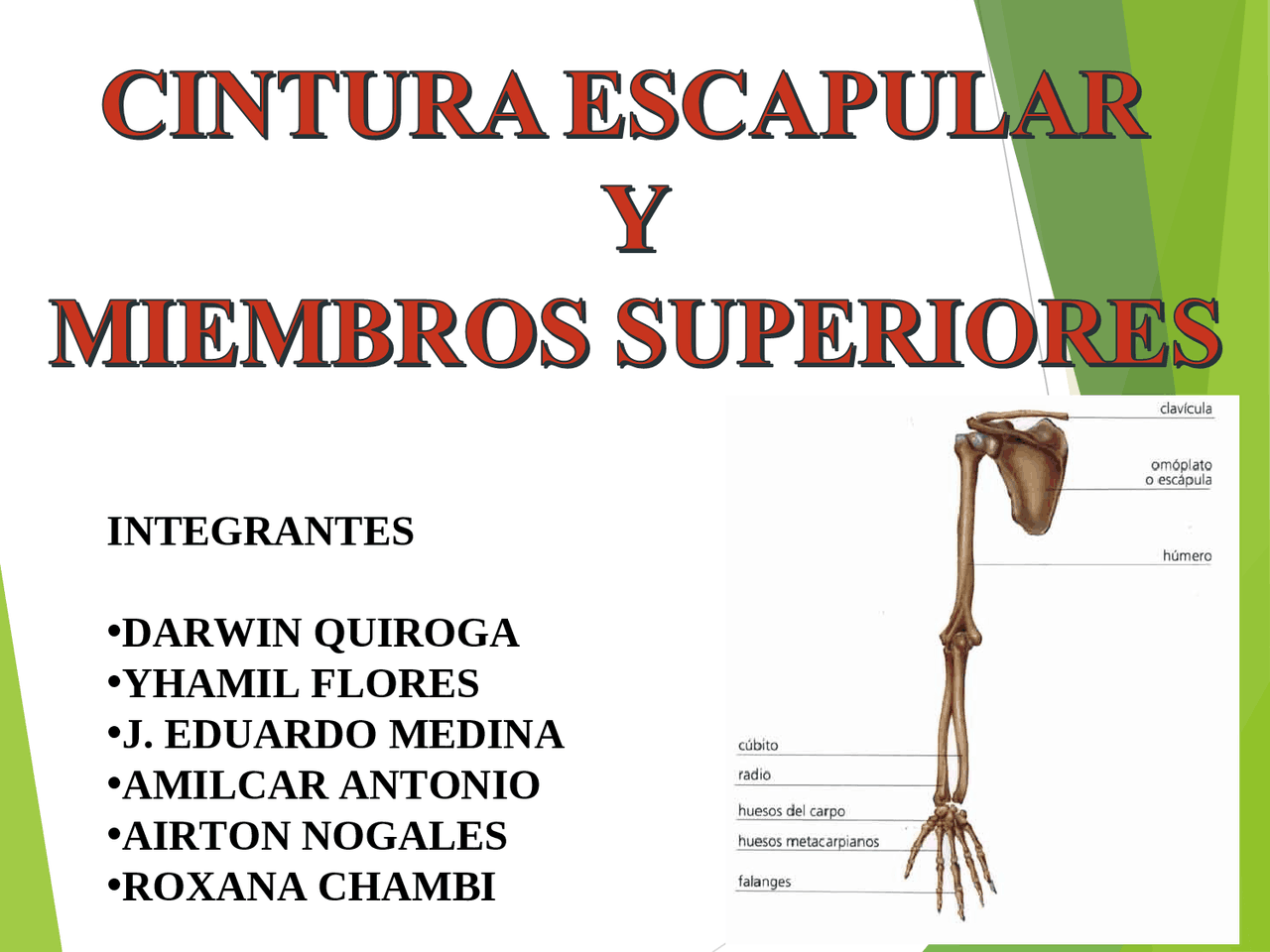 Sistema Cardiovascular Diapositivas De Biología Docsity