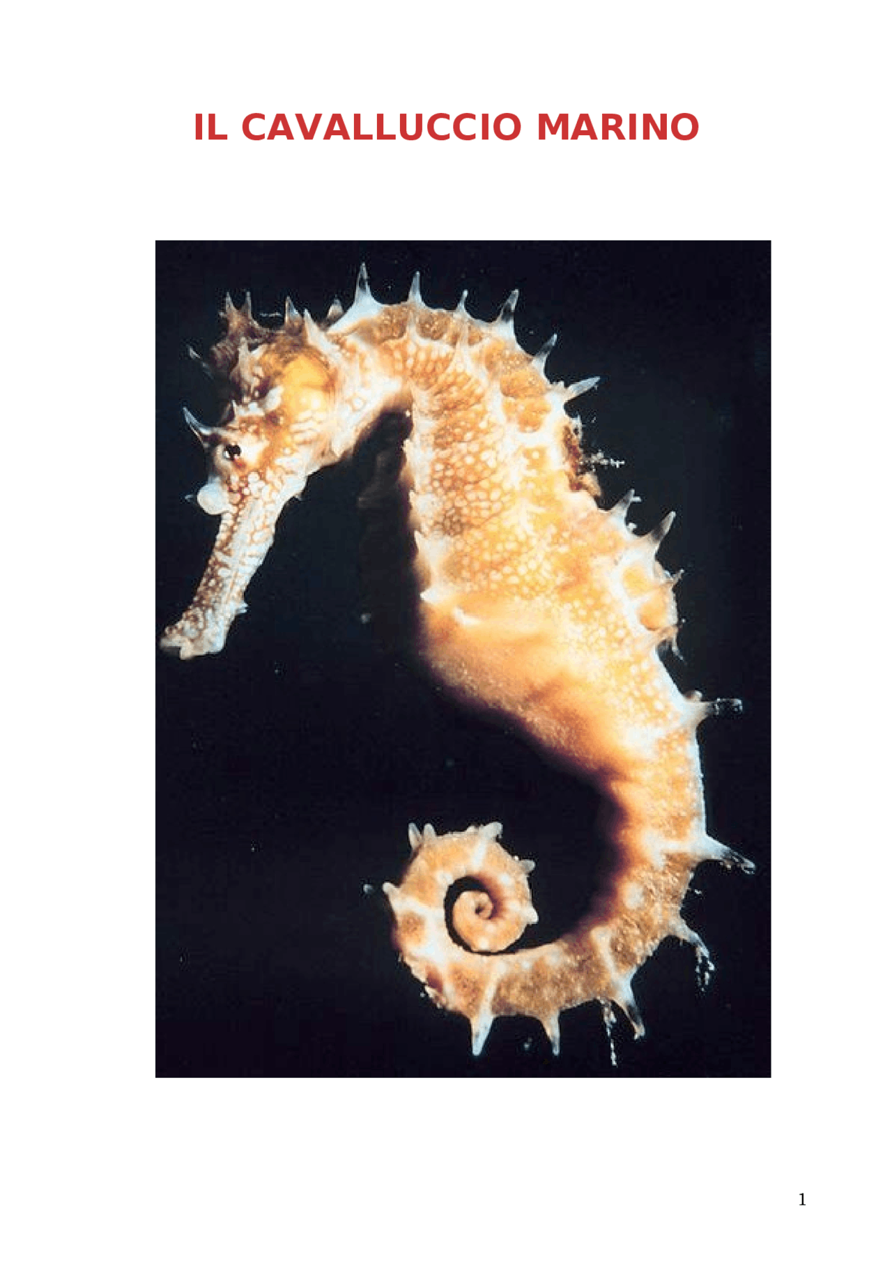 Il cavalluccio marino | Appunti di Scienze della Terra | Docsity