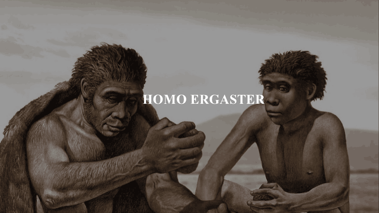 HOMO ERGASTER / homo erectus - Docsity