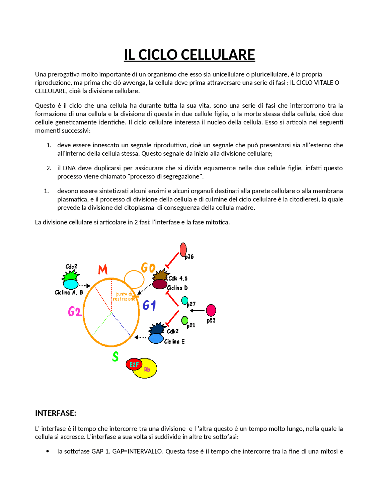 Il ciclo cellulare (meiosi e mitosi) - Docsity