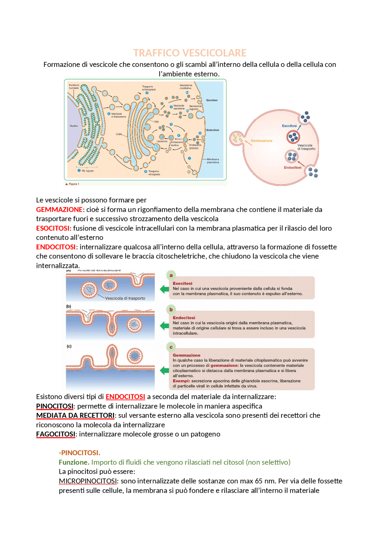 Il Traffico Vescicolare Docsity