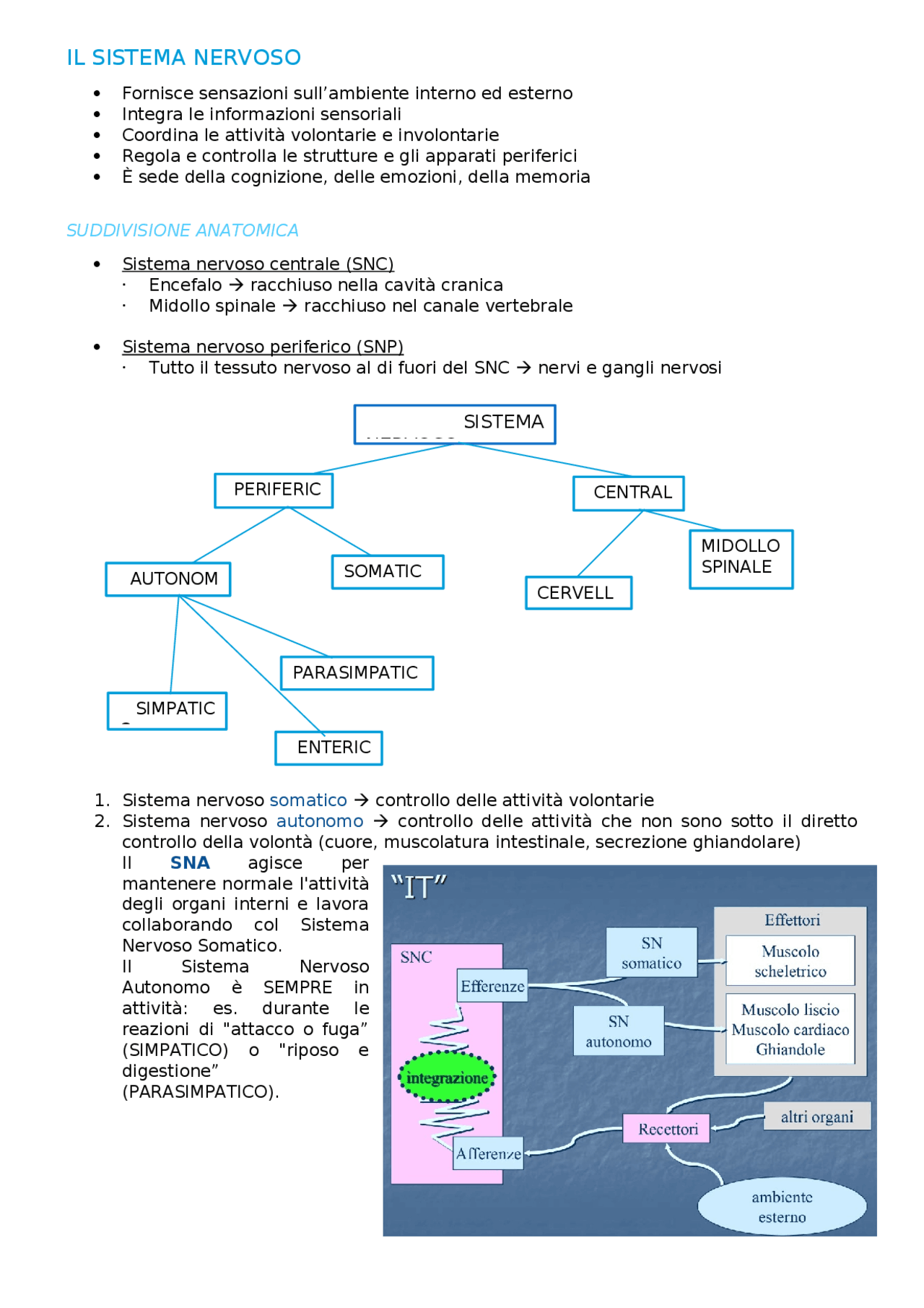 Sistema Nervoso Docsity