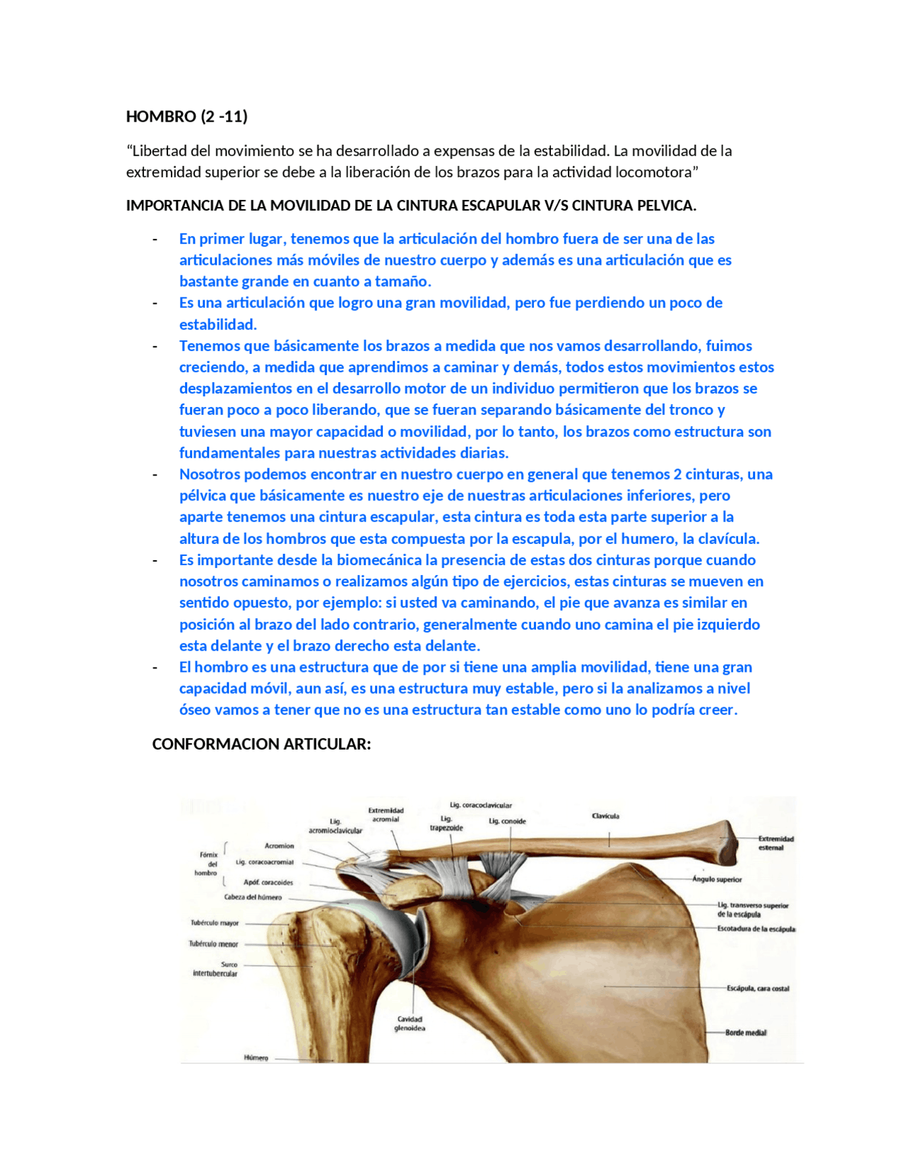 Hombro, partes del hombro y explicación | Apuntes de Anatomía | Docsity