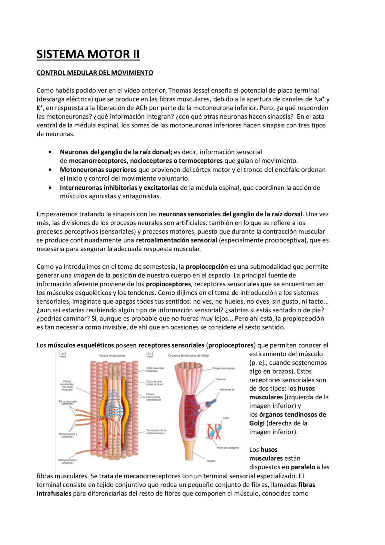El sistema motor II (PF) - Docsity