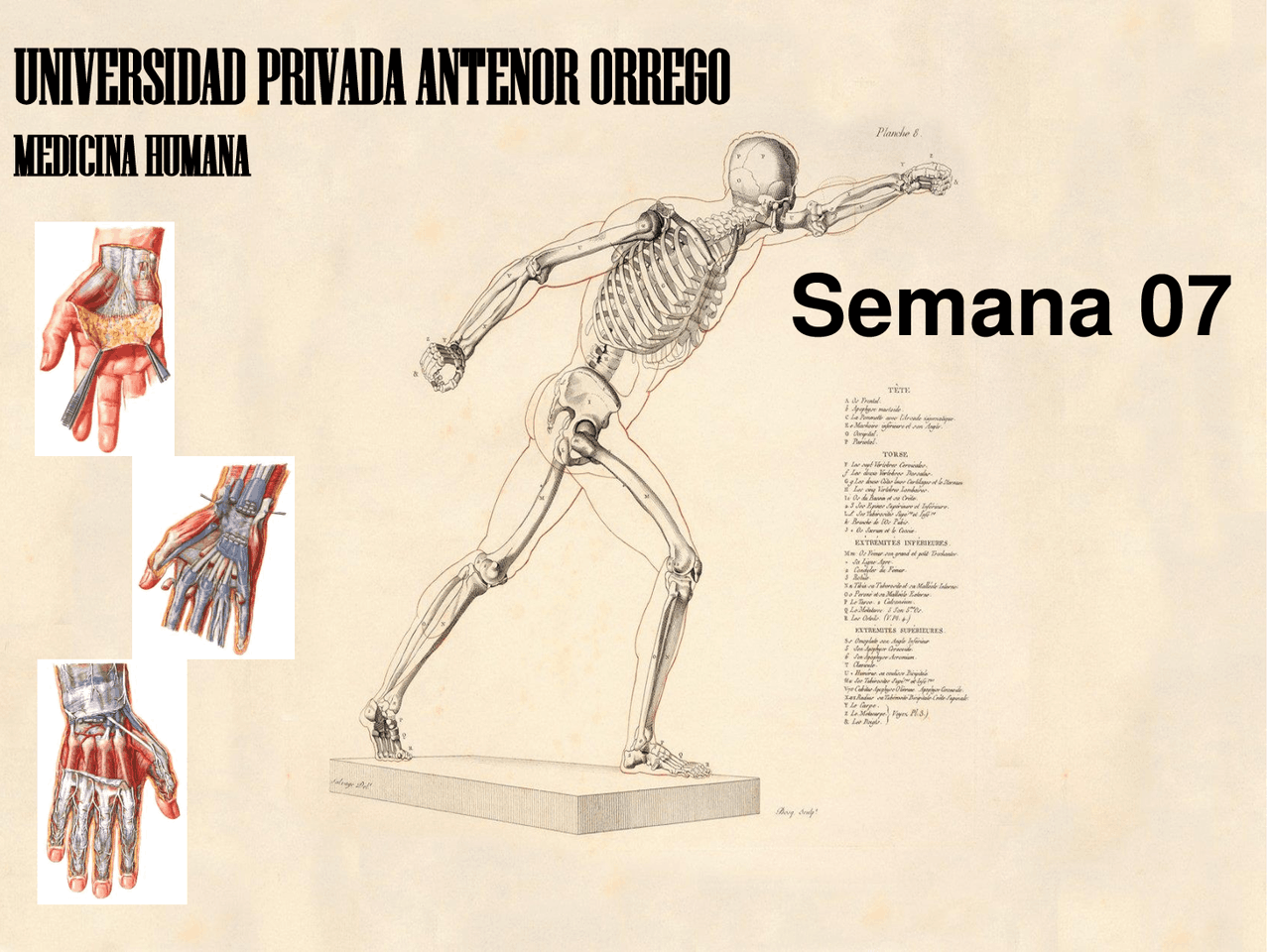 MUSCULOS DE LA MANO, REGION TENAR E HIPOTENAR | Diapositivas de ...