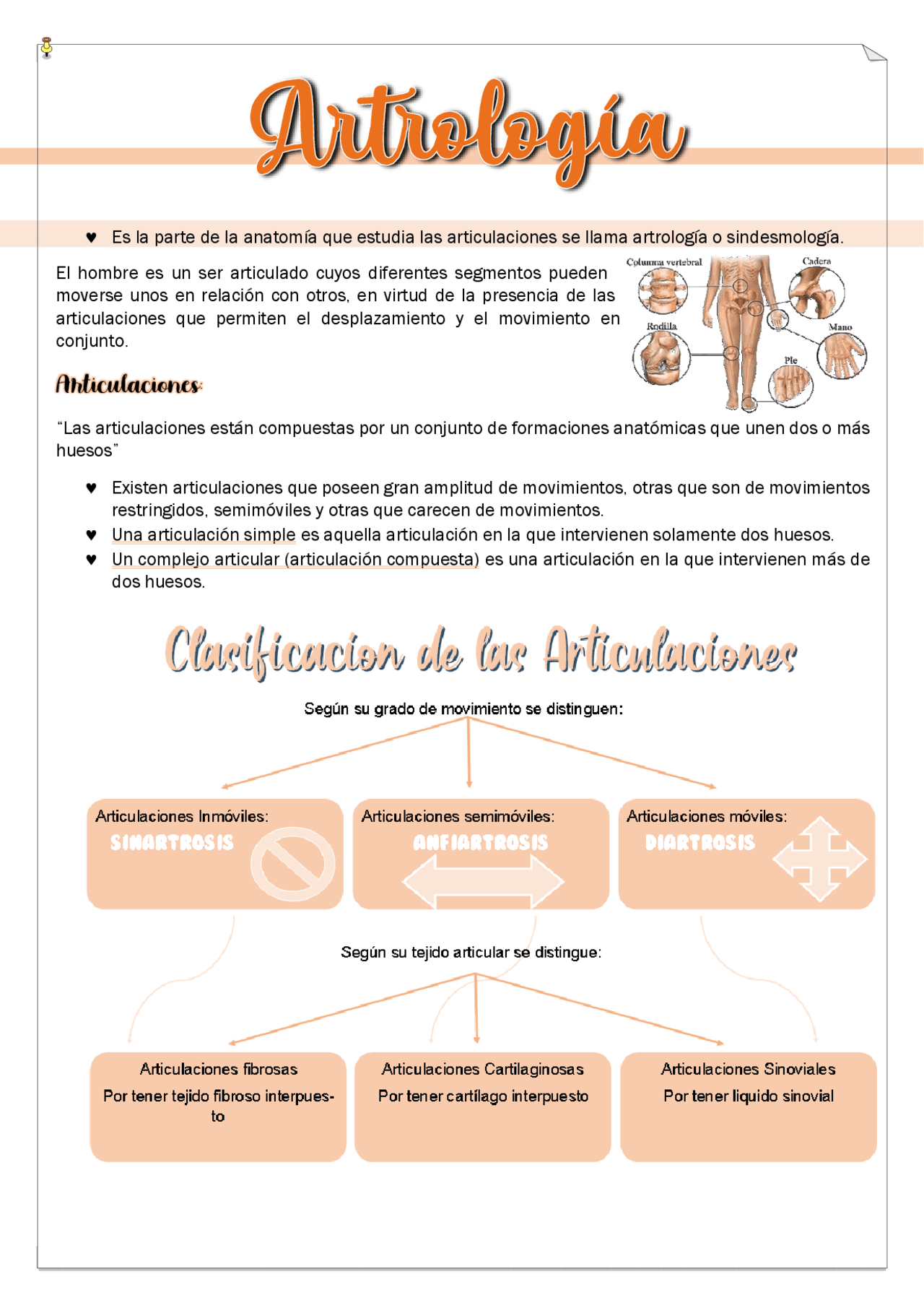 Artrología Apuntes Resumen Apuntes De Anatomía Docsity