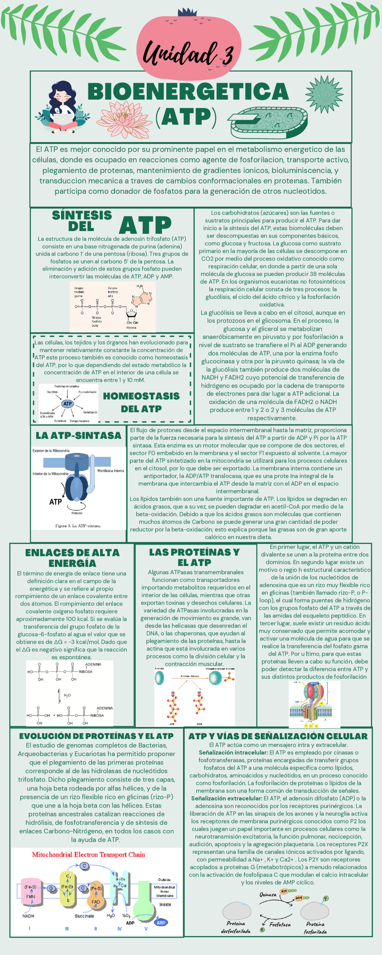 INFOGRAFIA DEL ATP (ADENOSIN TRIFOSFATO) | Apuntes de Biología | Docsity