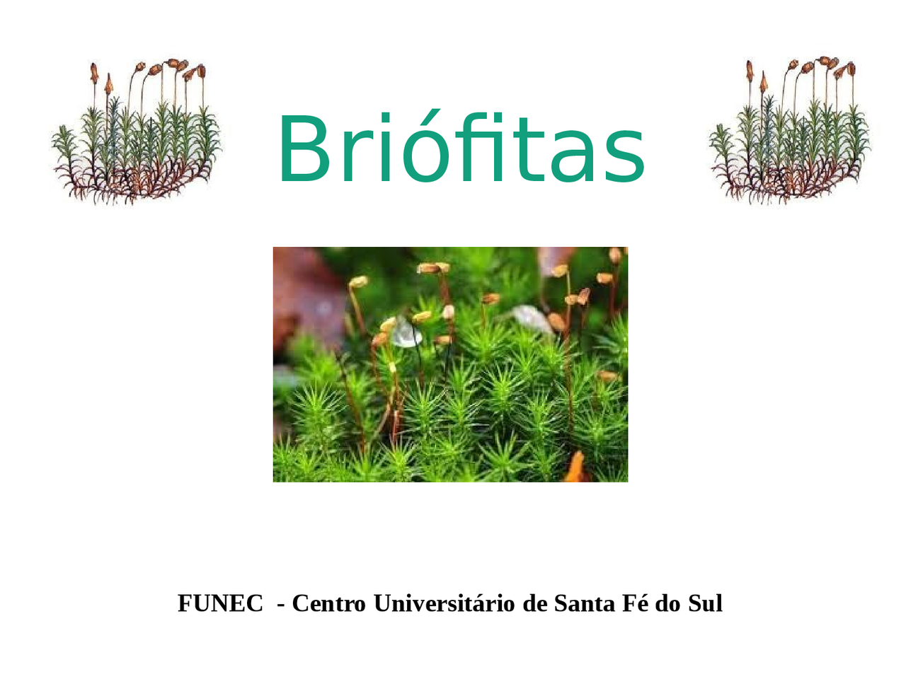 AULA BRIOFITAS TEORICA E PRATICA | Slides Biologia | Docsity
