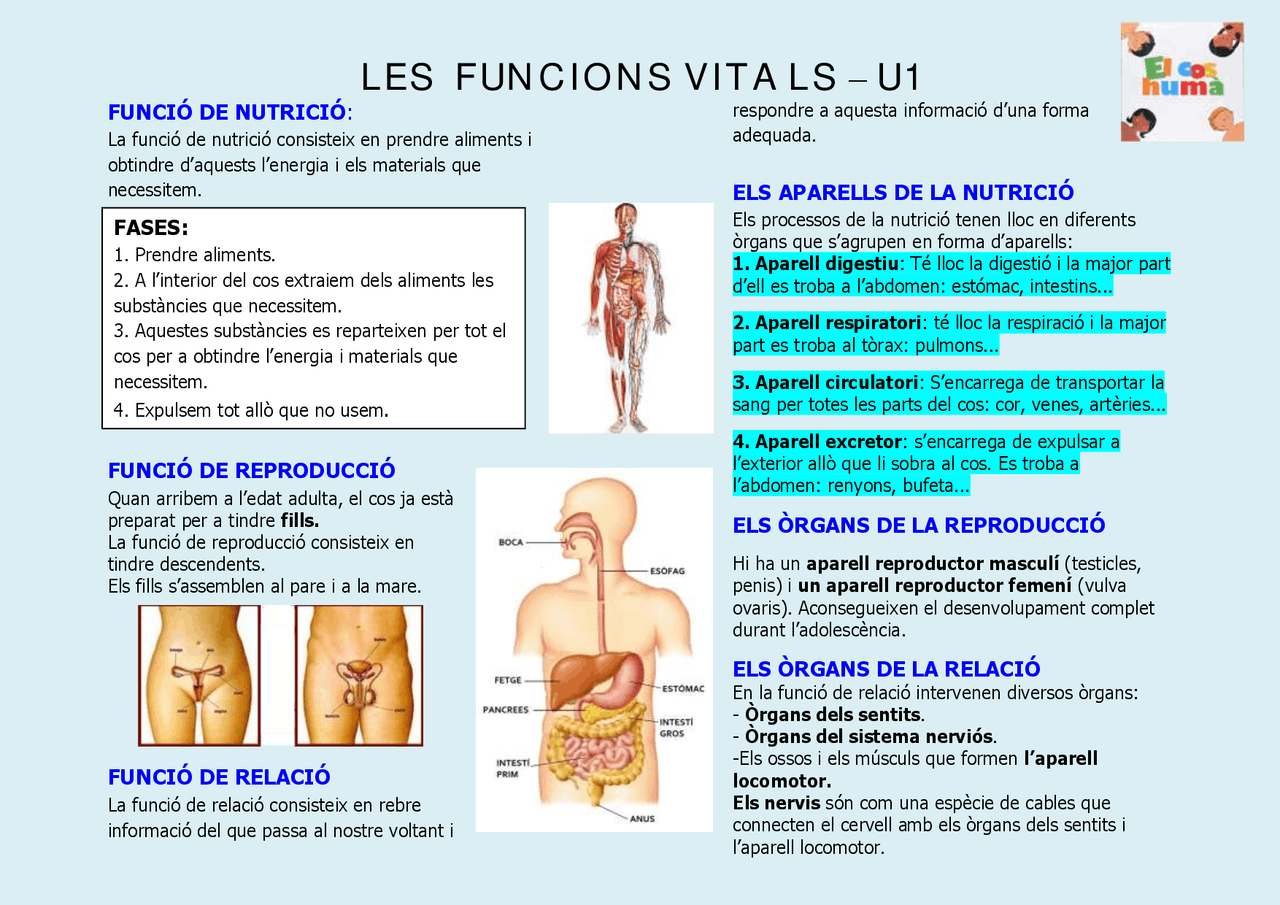 Funciones Vitales de los seres Vivos - Docsity