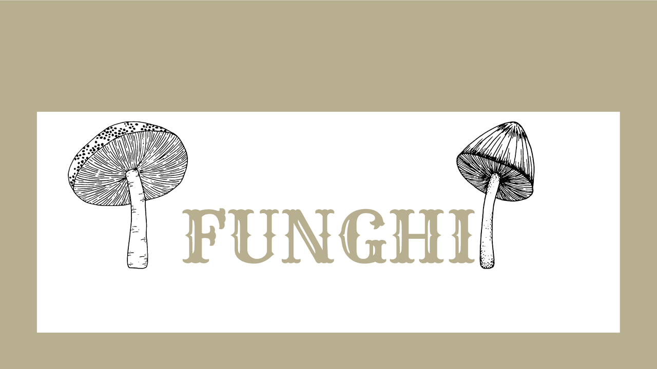 Slide Sulla Classificazione Dei Funghi Docsity