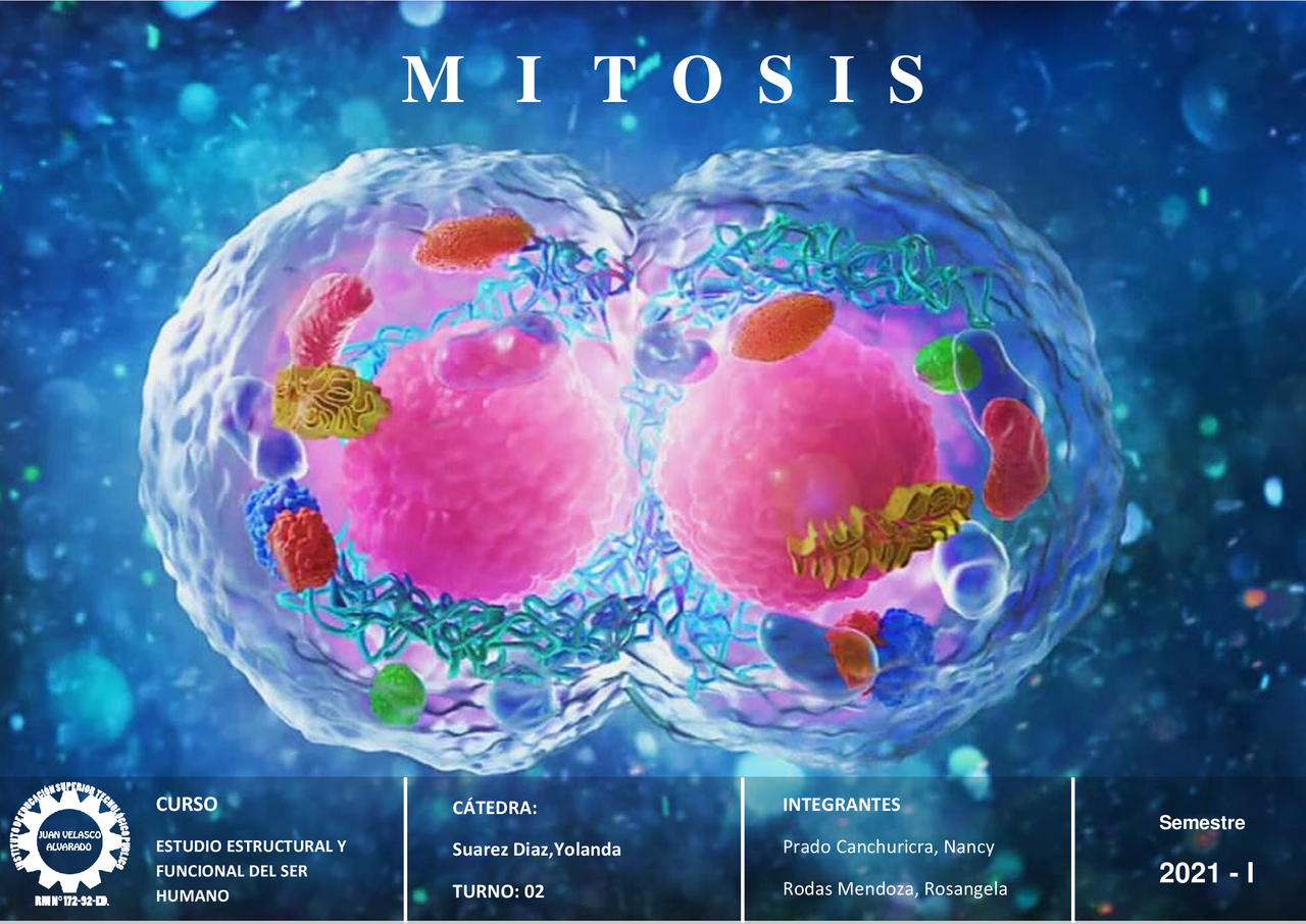 FASES O ETAPAS DE LA MITOSIS | Slide di Biologia Cellulare | Docsity