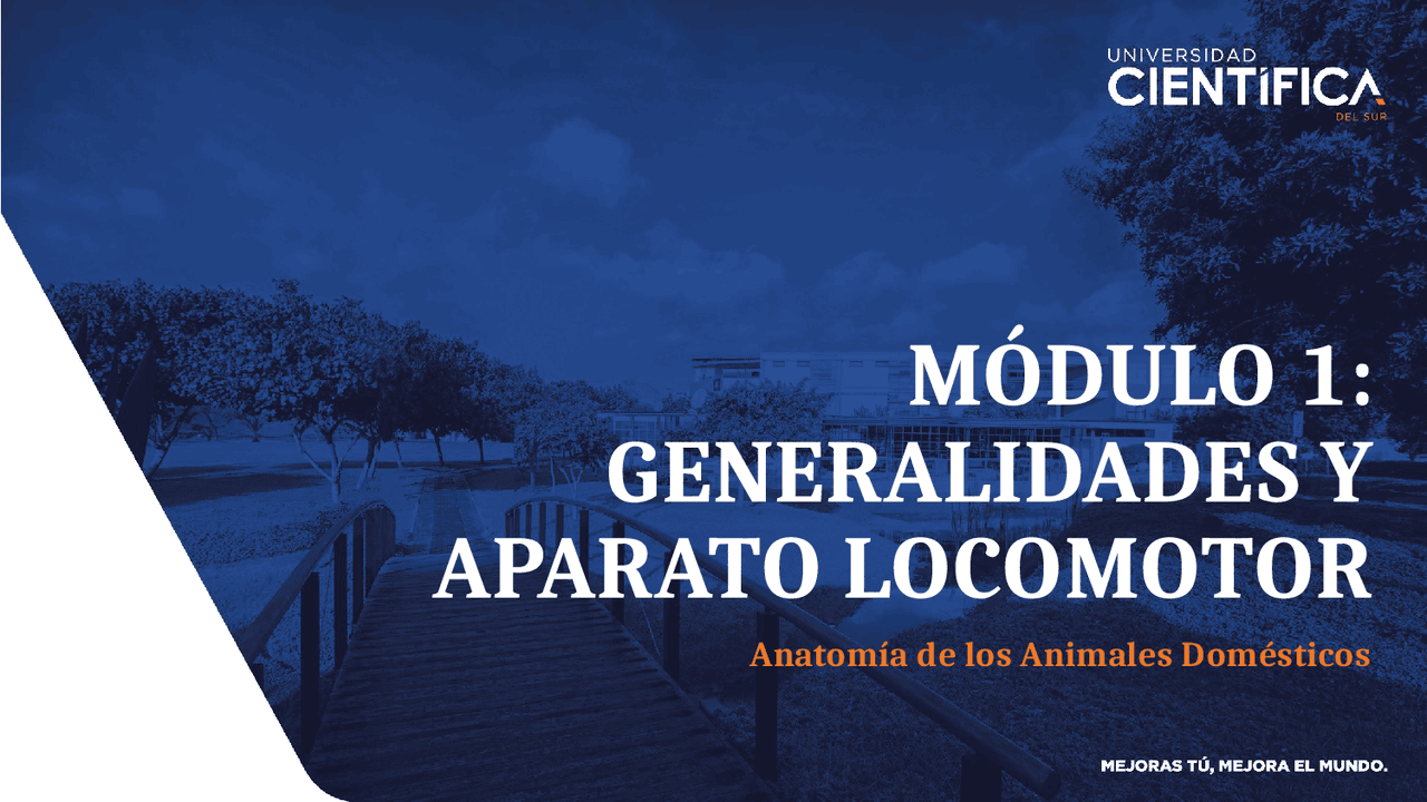 SesiÓn 4 Huesos Miembro Torácicopptx Diapositivas De Anatomía Docsity