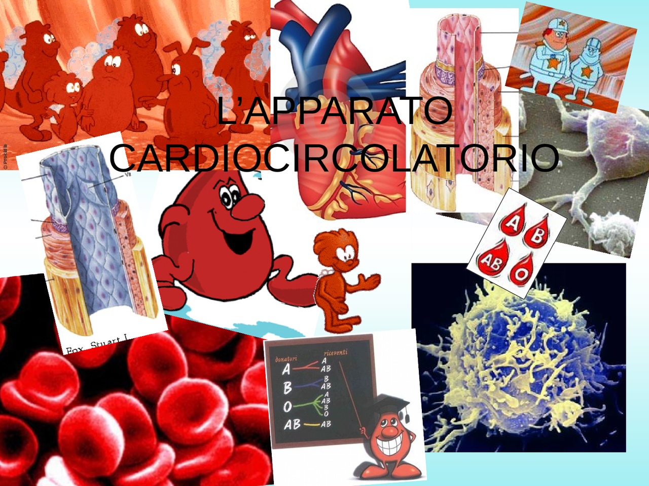Apparato Circolatorio Docsity