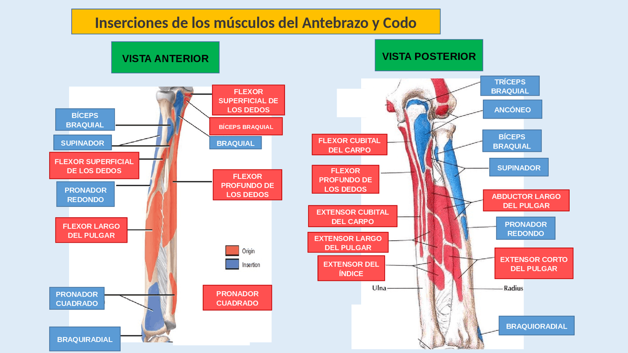 Inserciones Antebrazo Y Codo Docsity