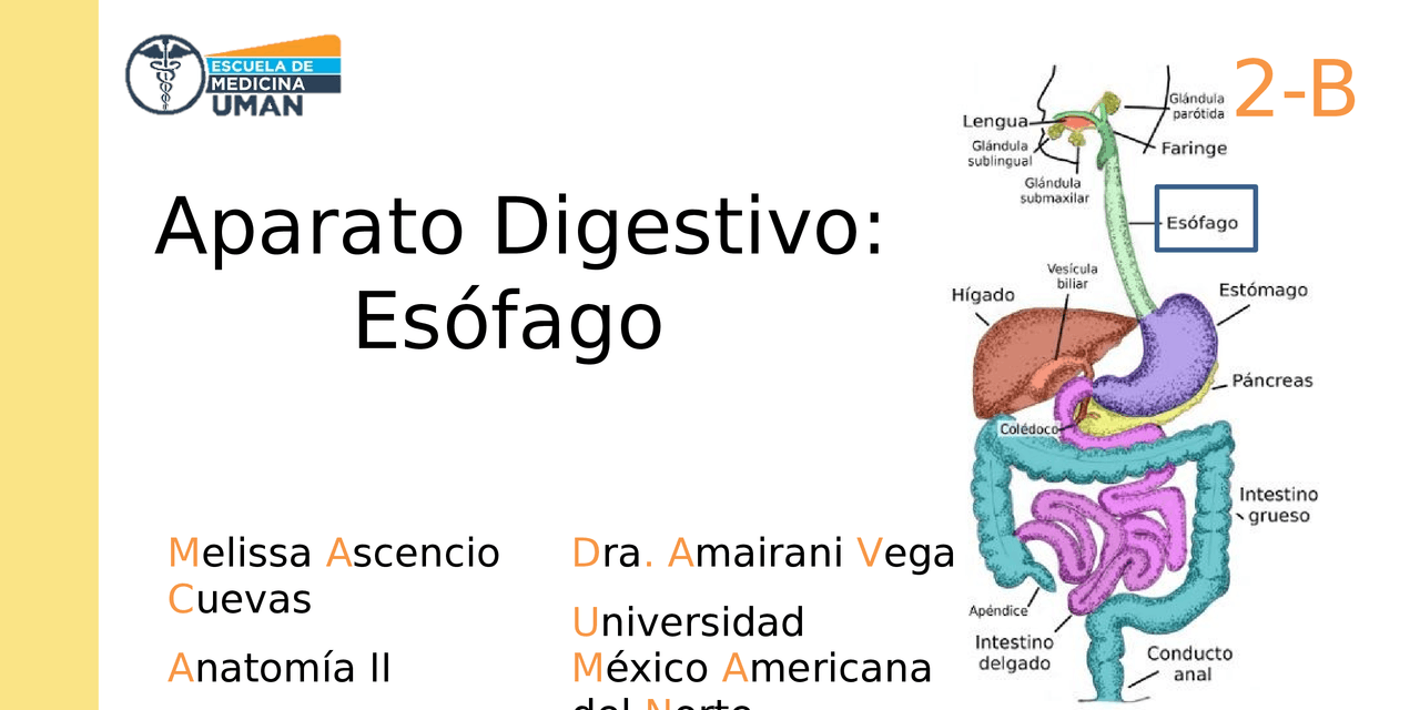 Anatomía II Exposición del tema de esófago | Diapositivas de Anatomía ...