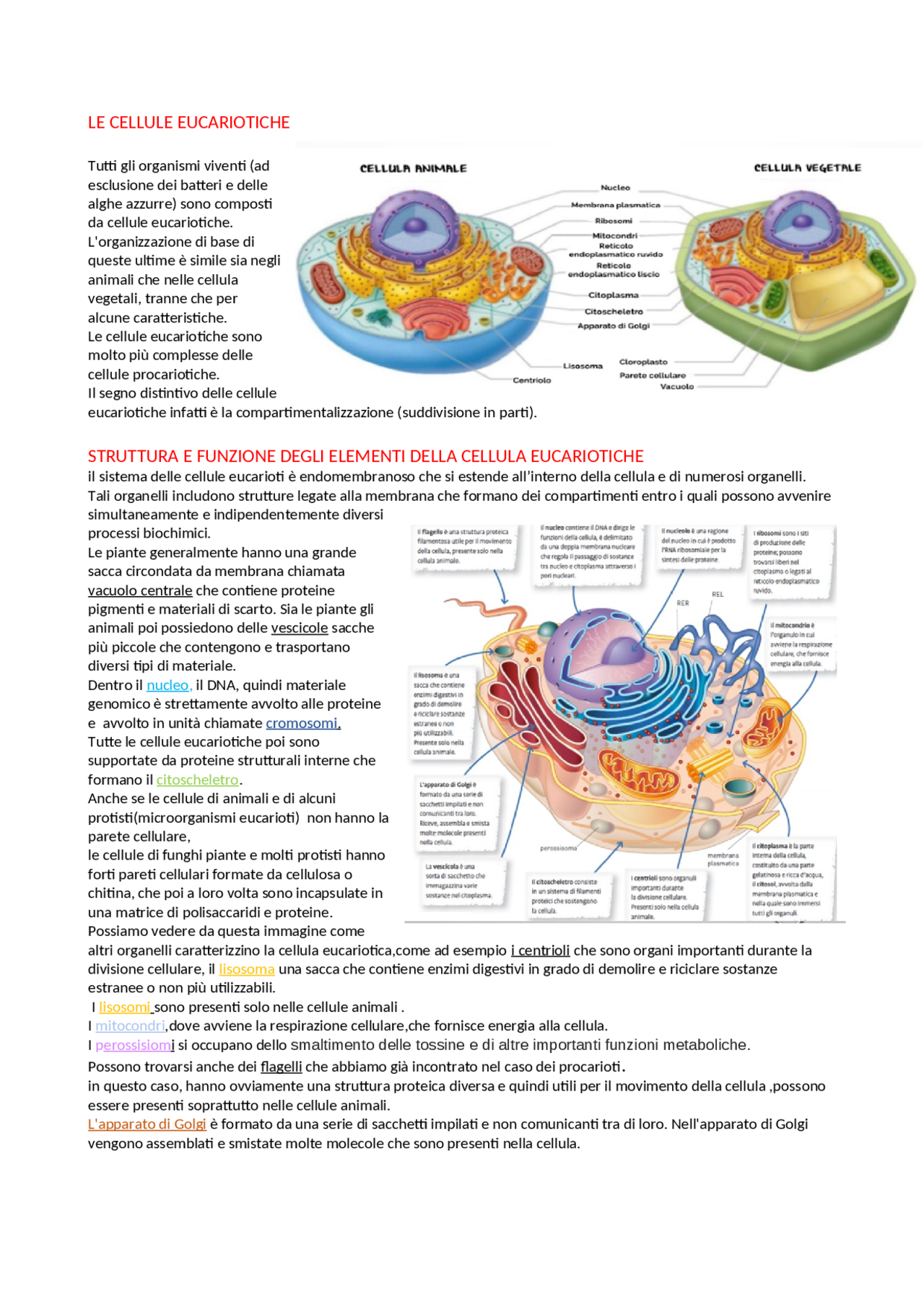 Le Cellule Eucariote Docsity
